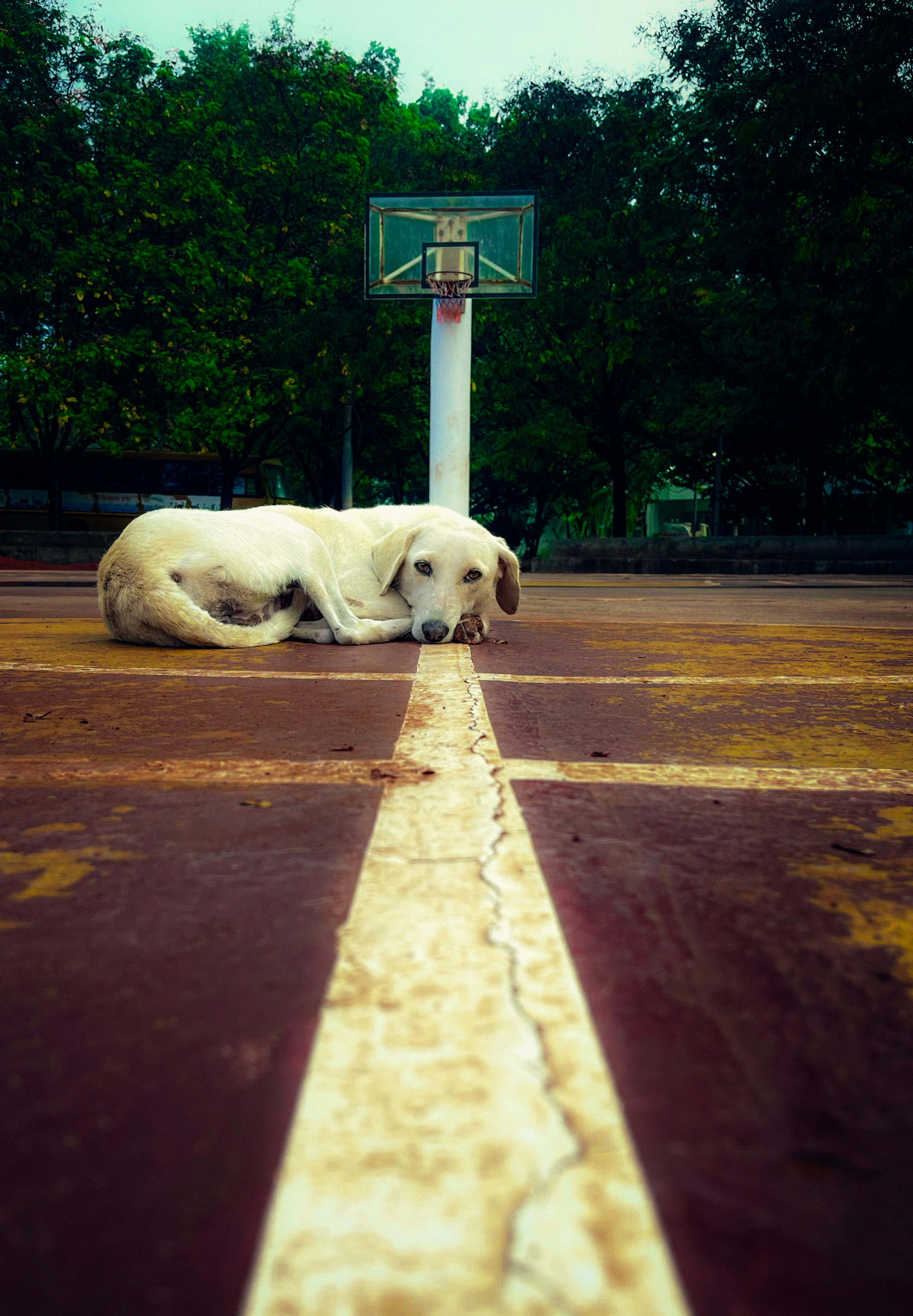 Centerline Reverie: A White Dog Pauses on a Weathered Court