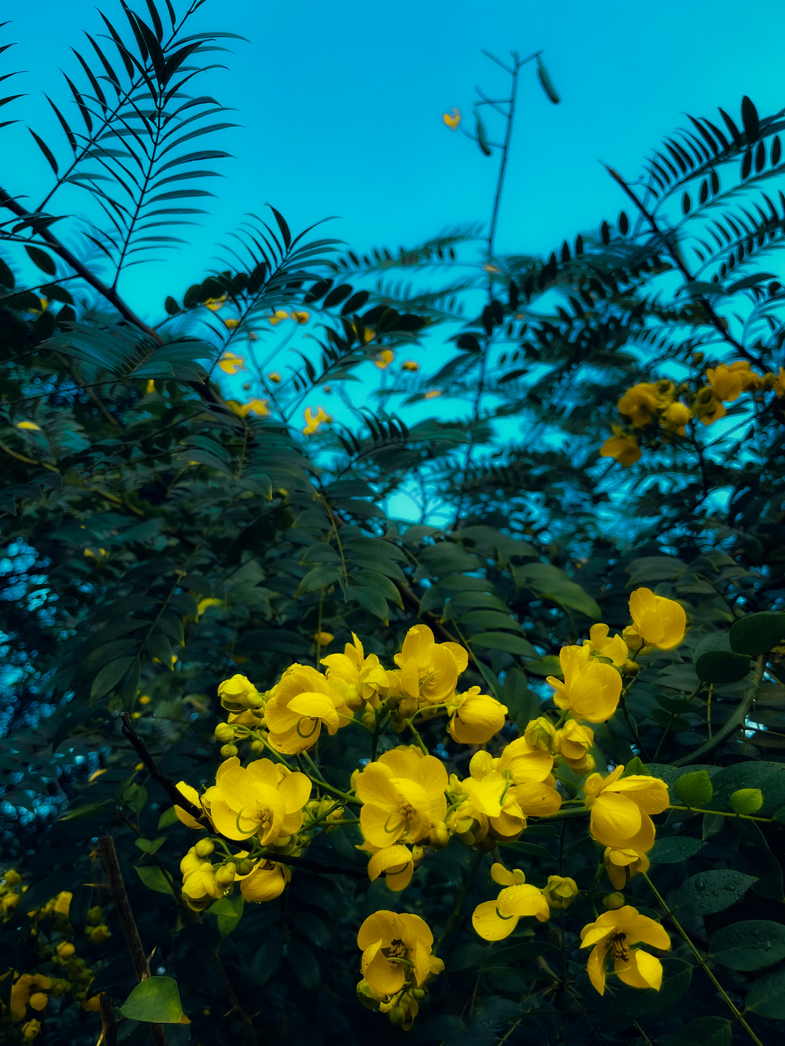 Golden Blooms Beneath a Cerulean Sky
