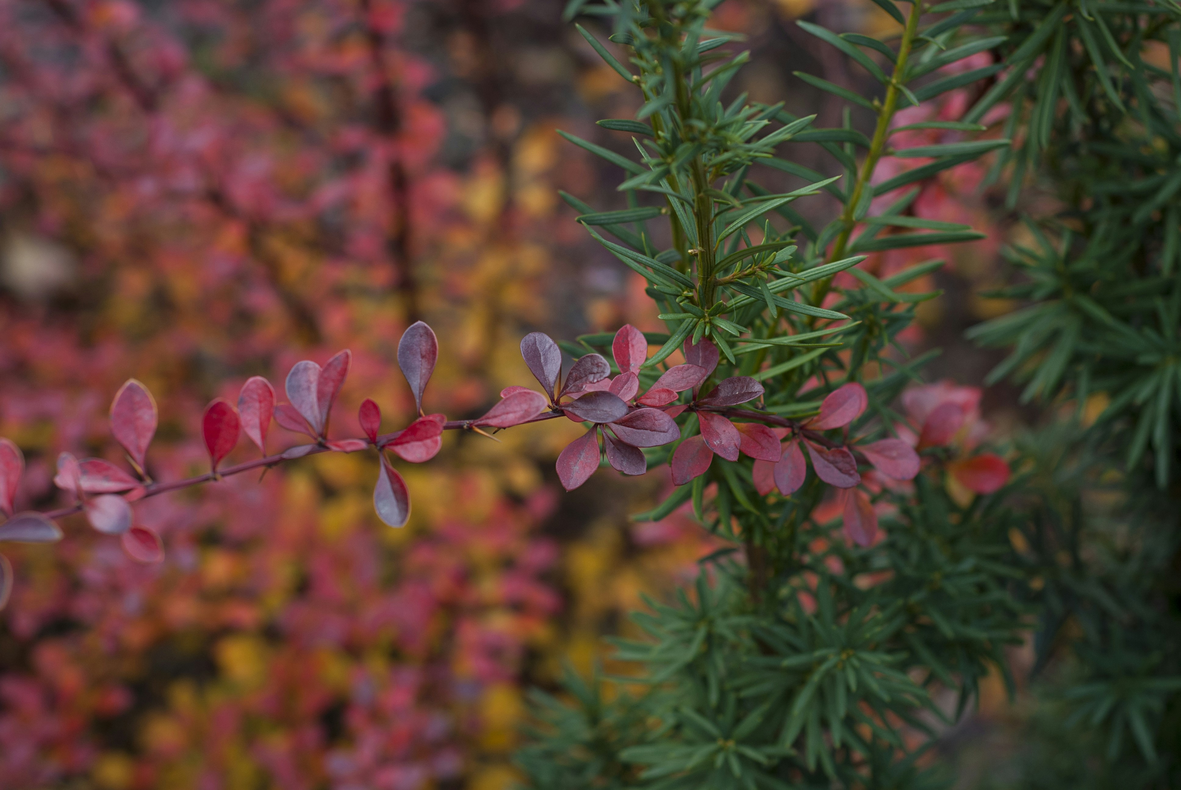 Autumnal Botanic Chorus: Red Leaves Meeting Evergreen Thorns