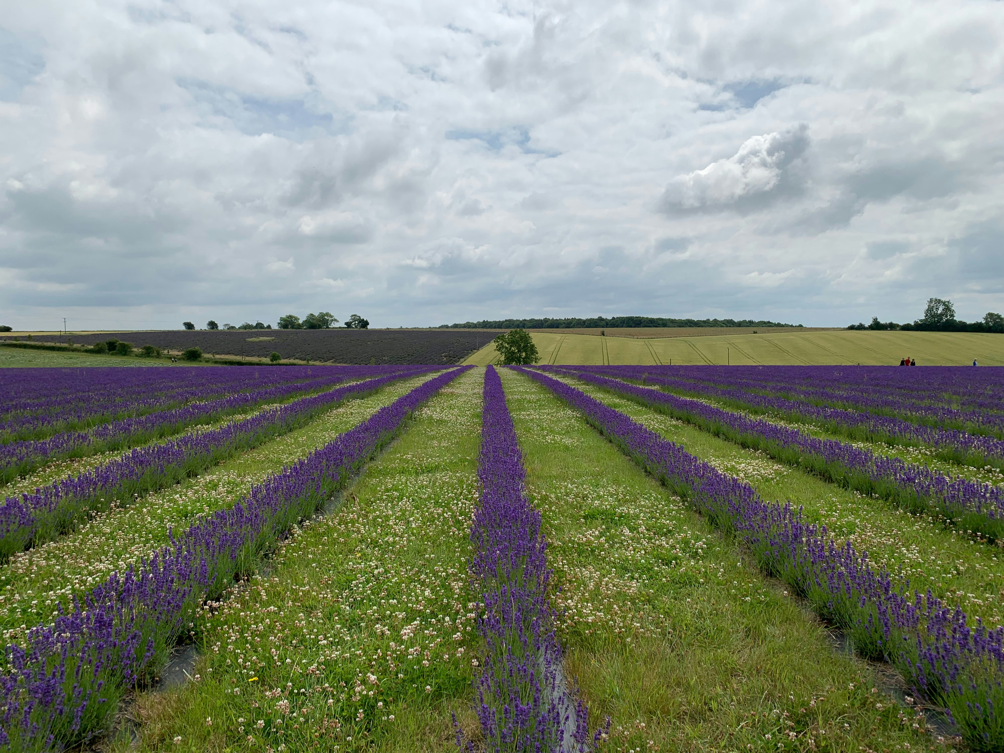 Lavender Aisles Reaching the Distant Sky