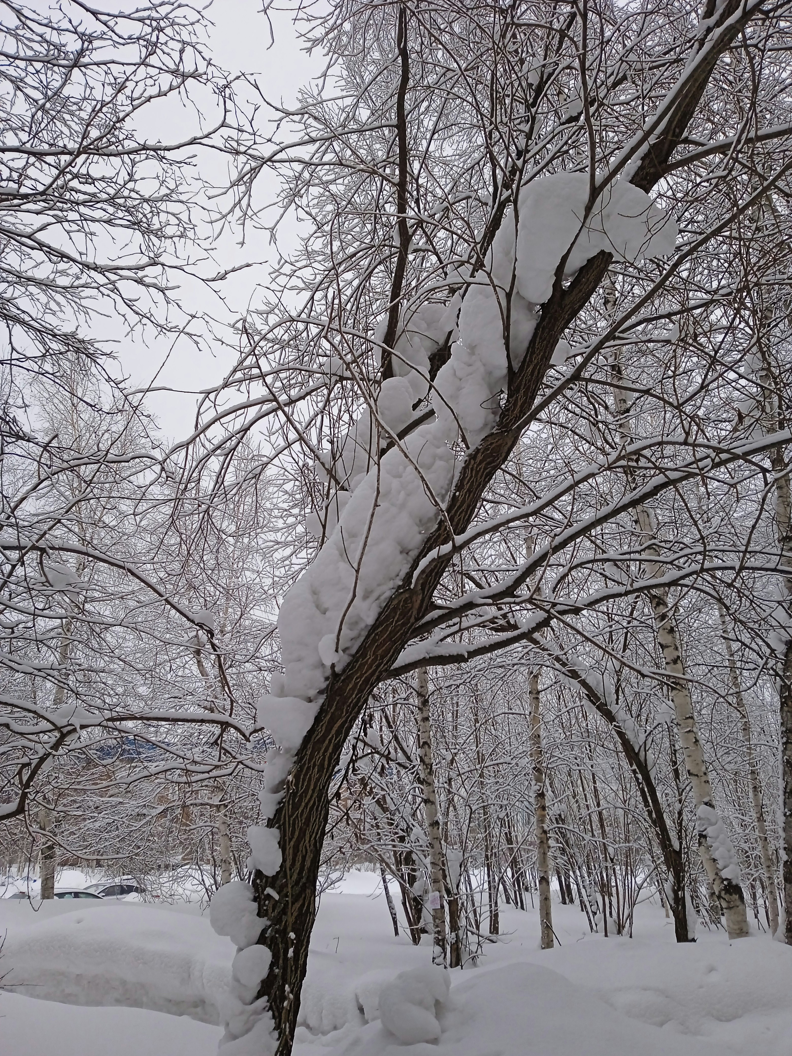 a snow covered tree in the middle of a forest