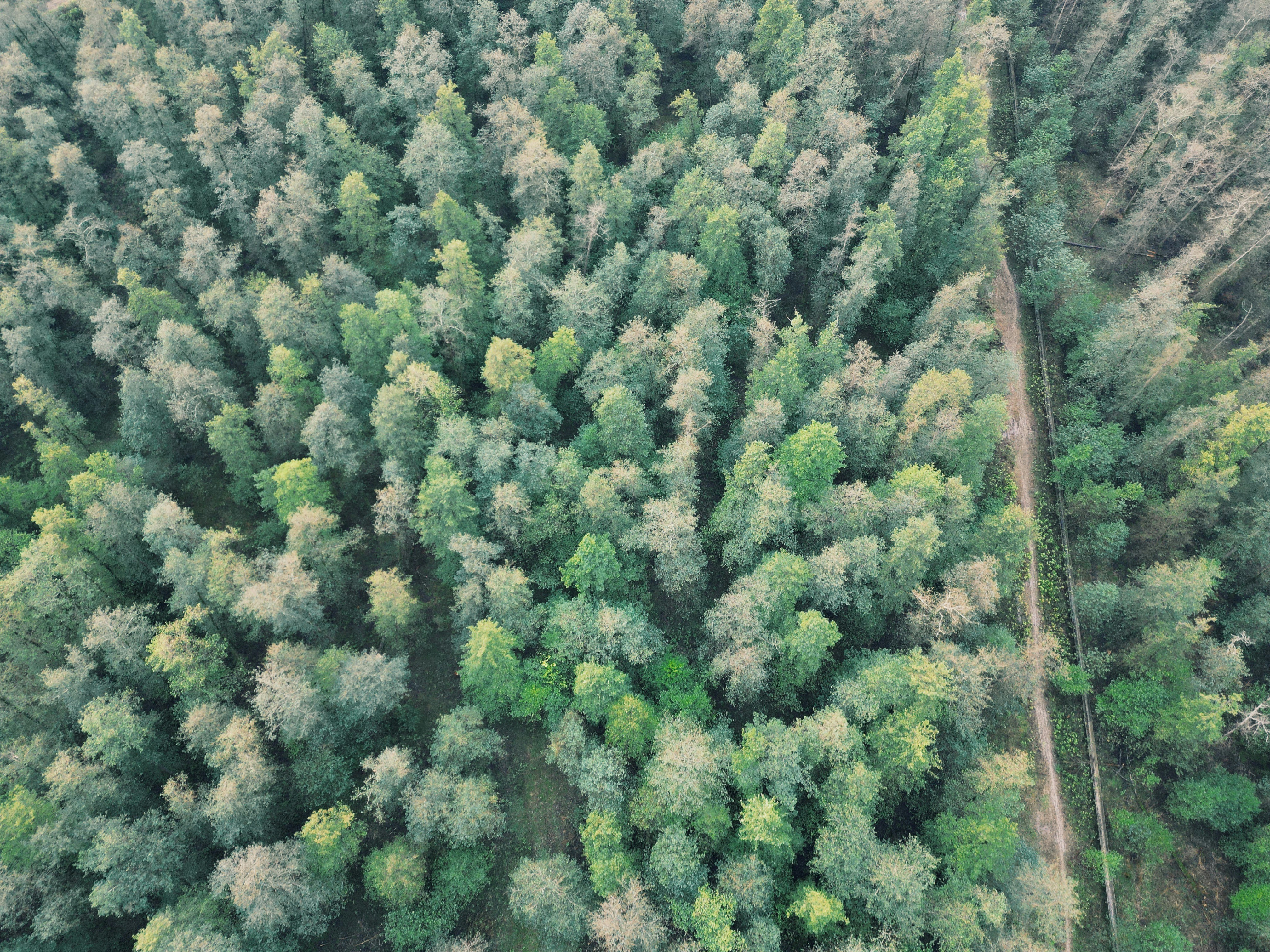 Une vue aérienne d’une forêt avec beaucoup d’arbres photo – Image ...
