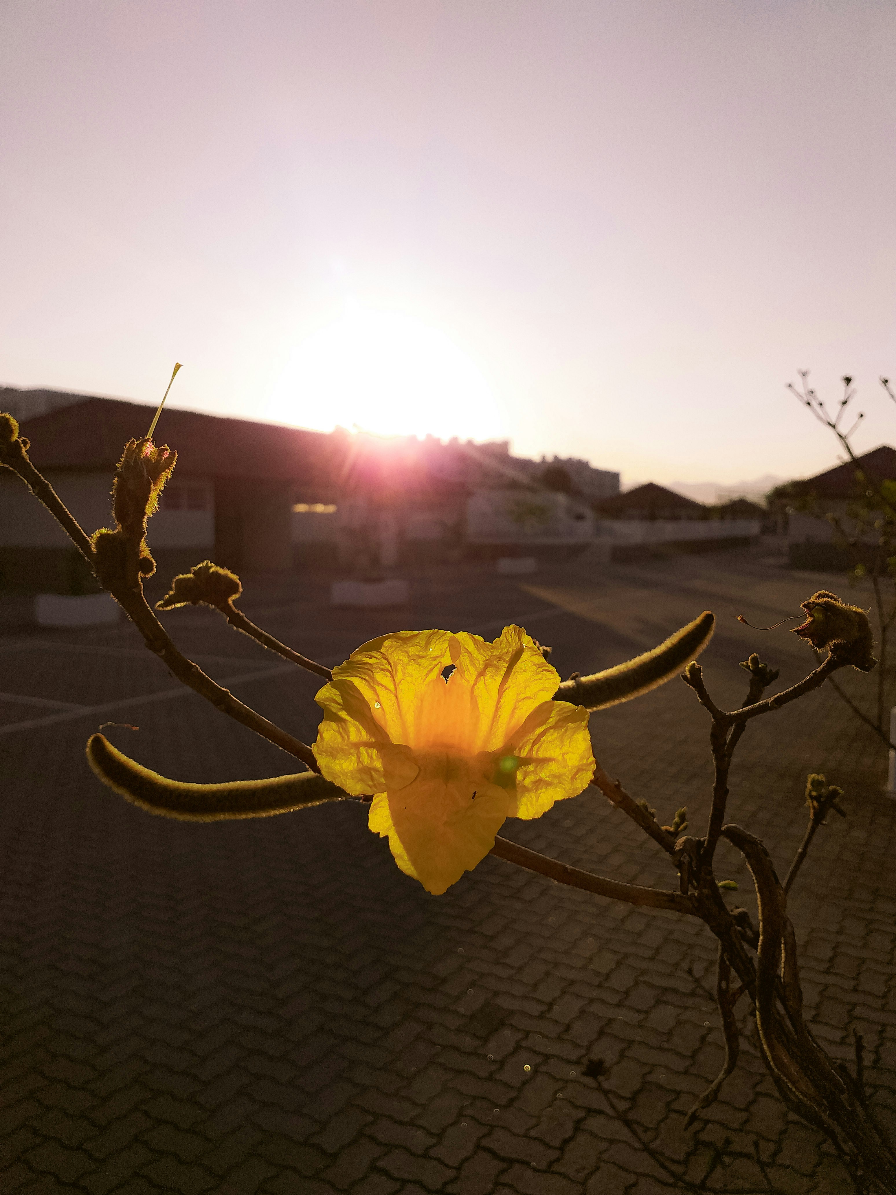 Sunlit Yellow Bloom Framing a Quiet Plaza at Golden Hour