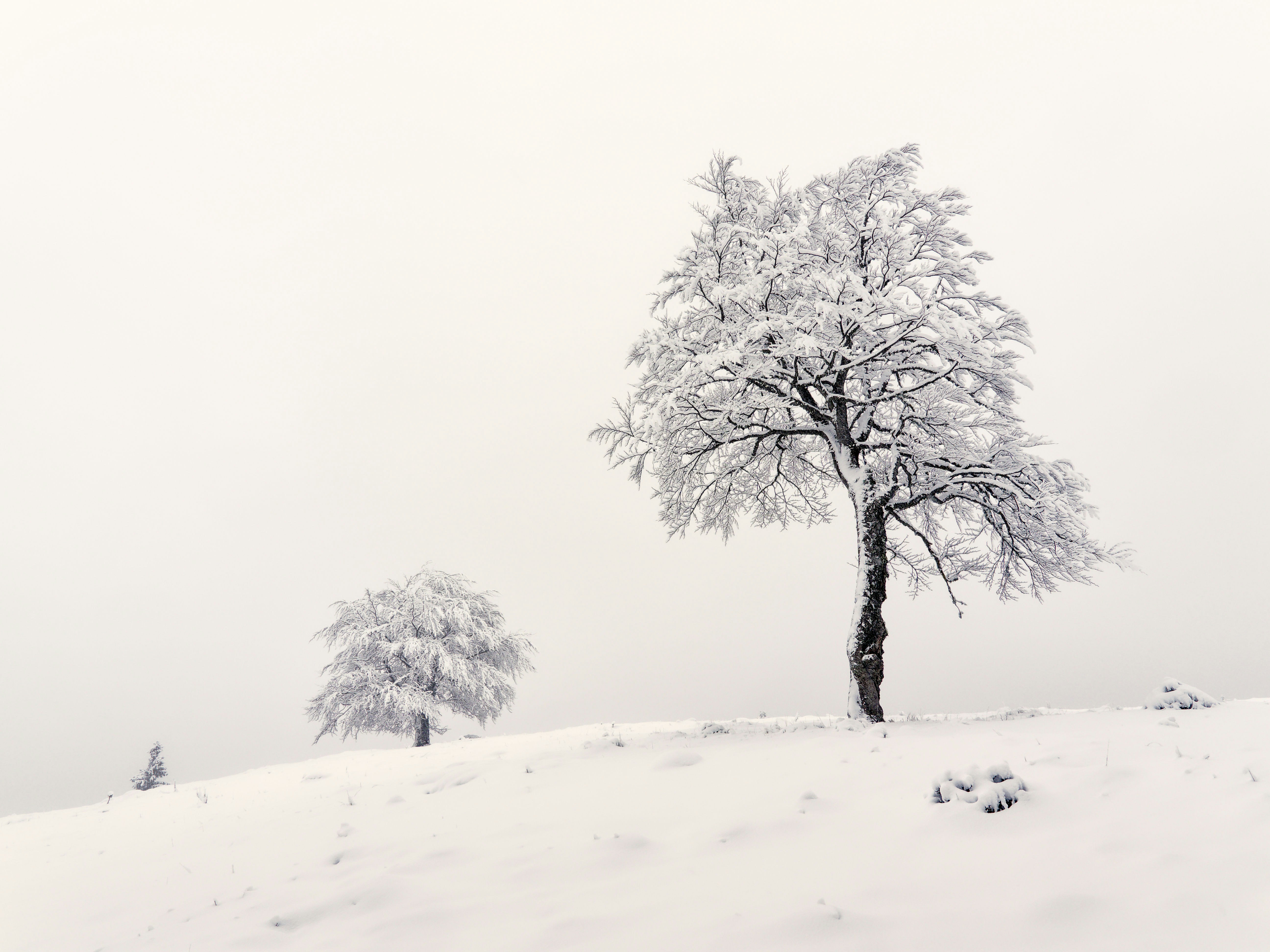 A snow covered tree on a snowy hill photo – Free Grey Image on Unsplash