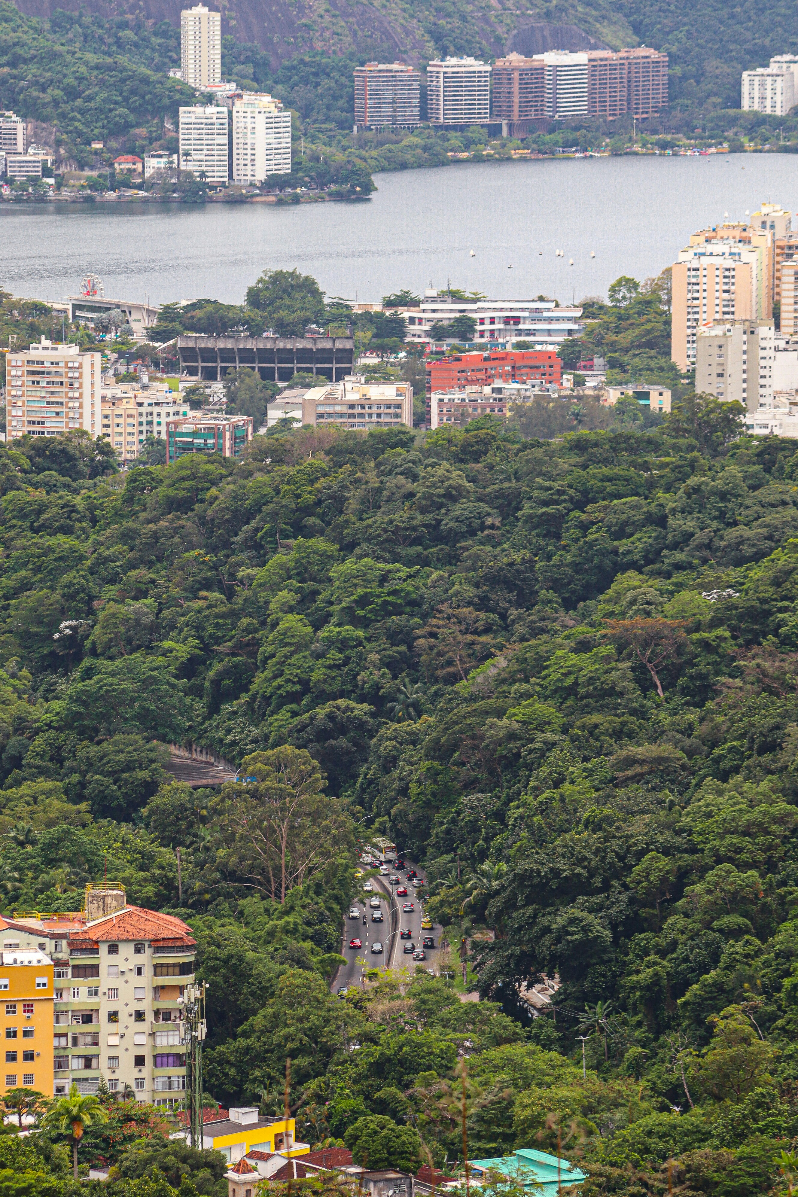 Verdant Corridor: A Tree-Lined Descent to the Riverside Skyline