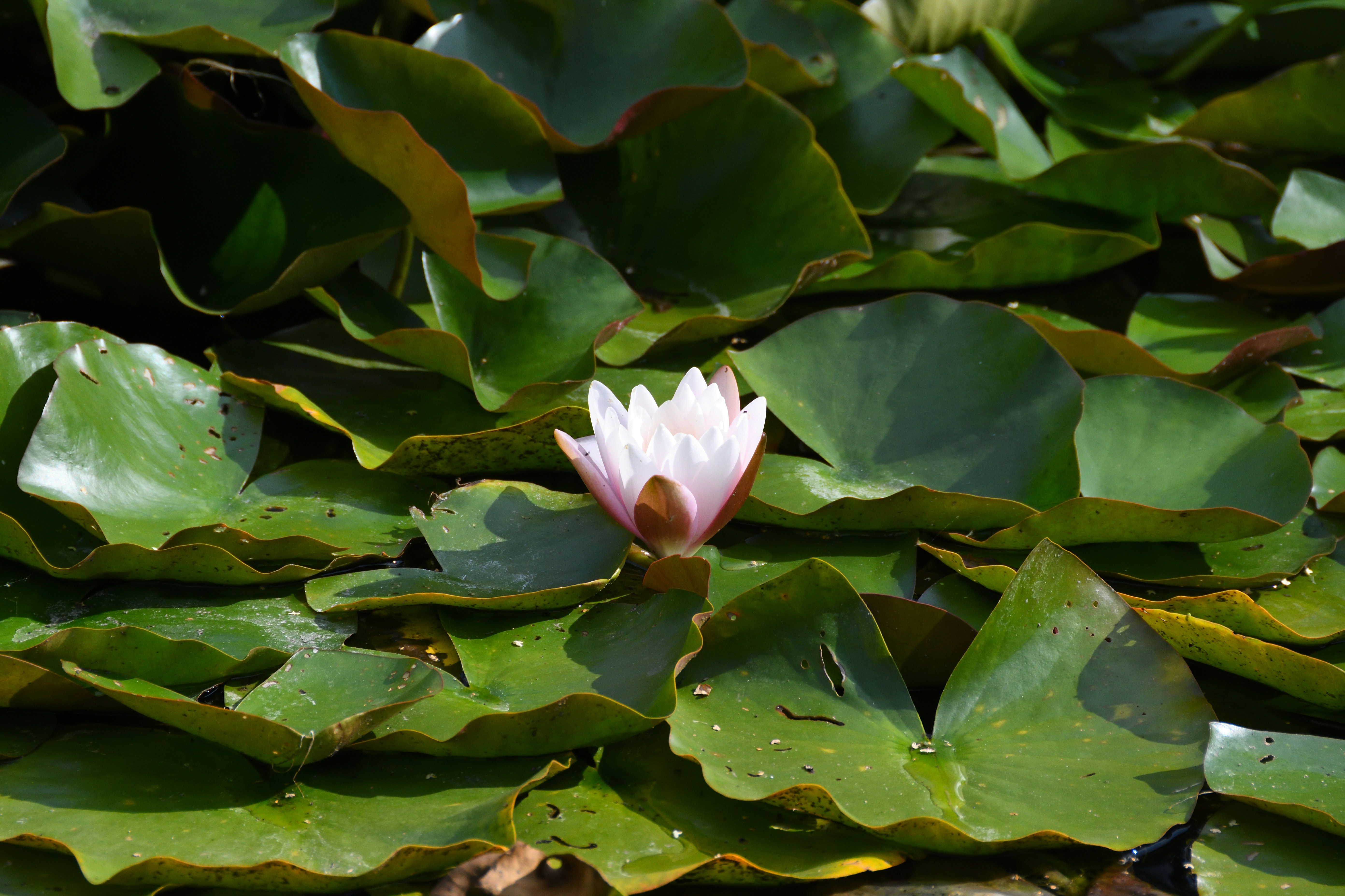 Serenity Amidst Green: The Lotus Blossom