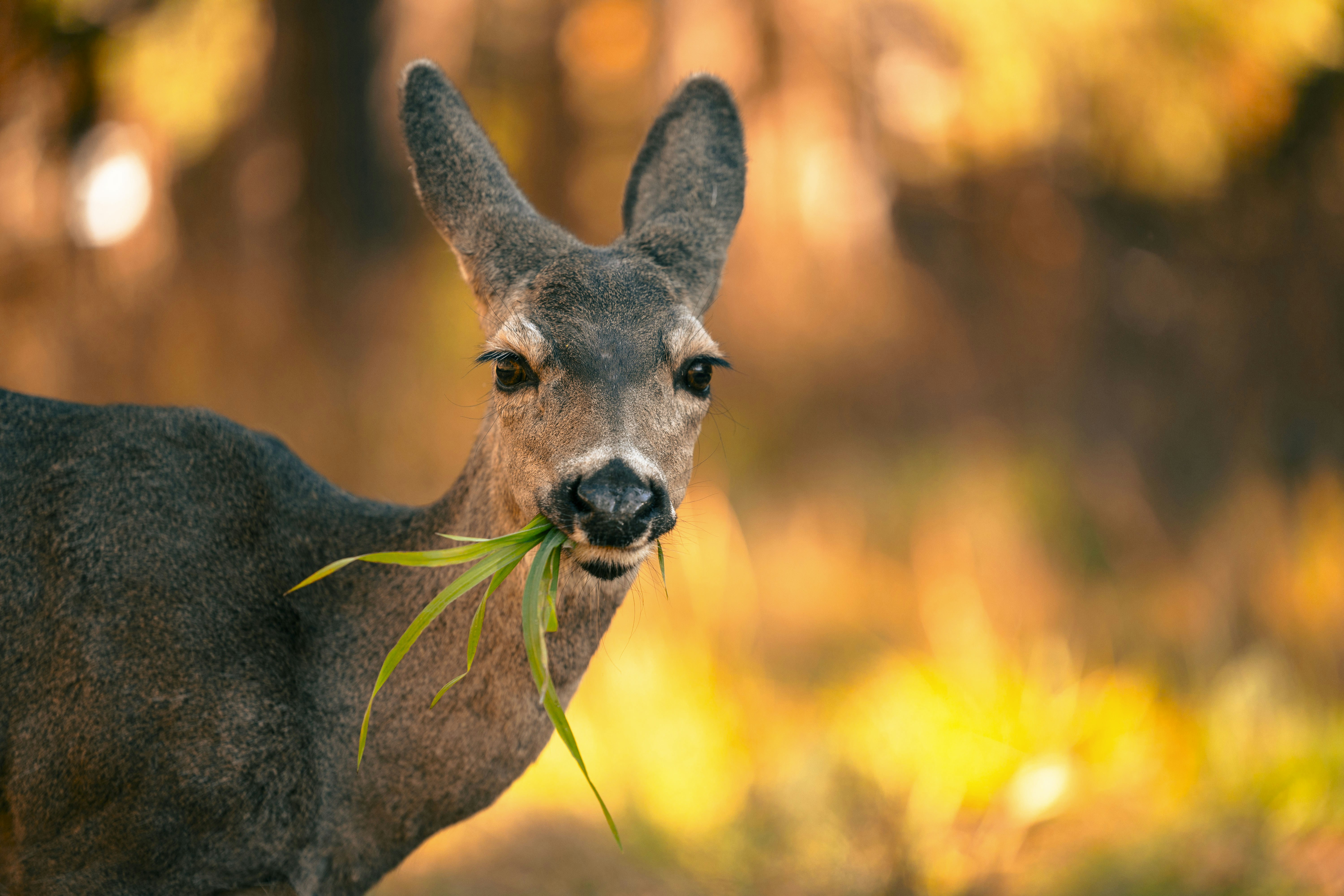 Graceful Stare: A Deer Portrait in Warm Autumn Light