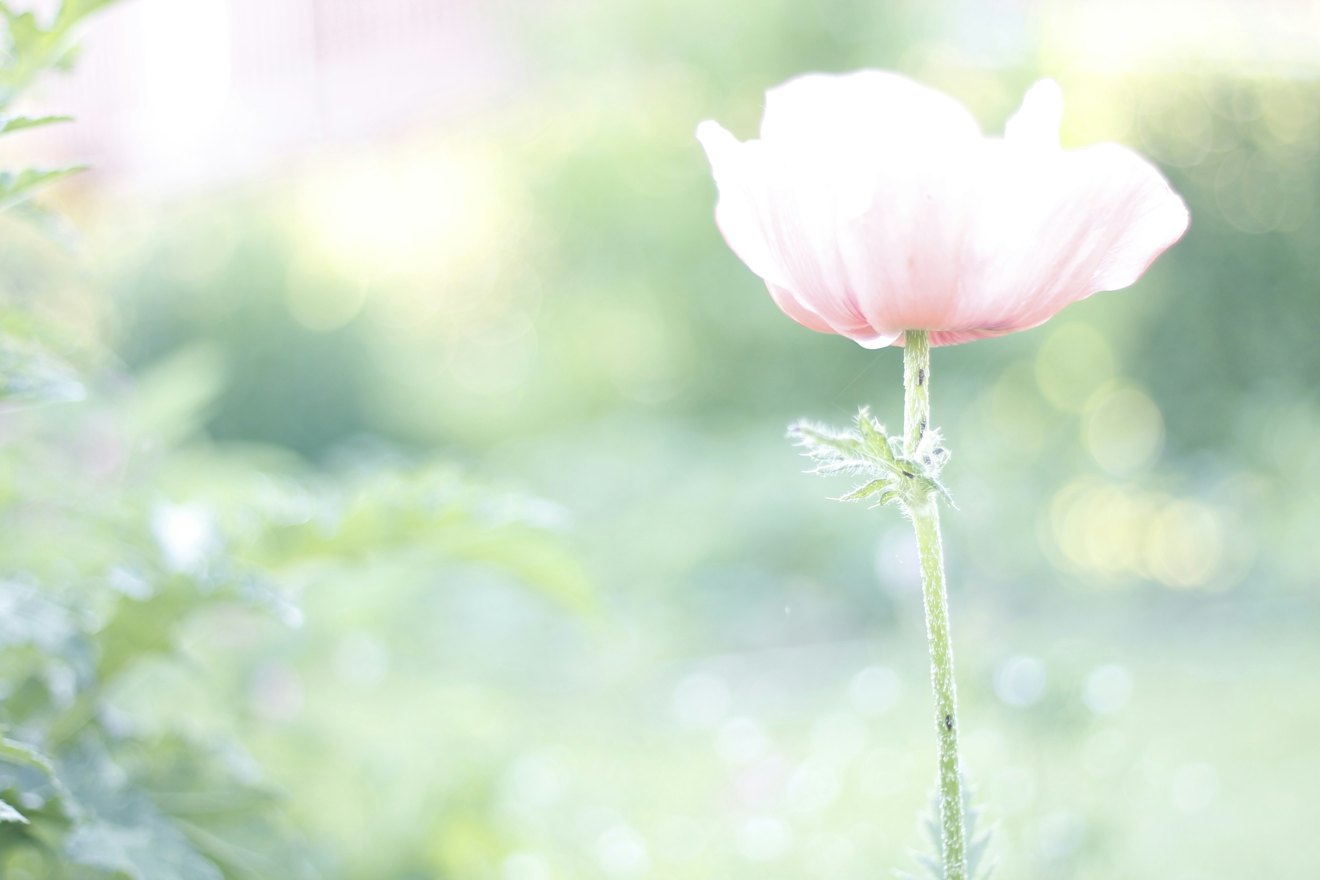 Sunlit Pink Poppy in a Creamy Garden Blur