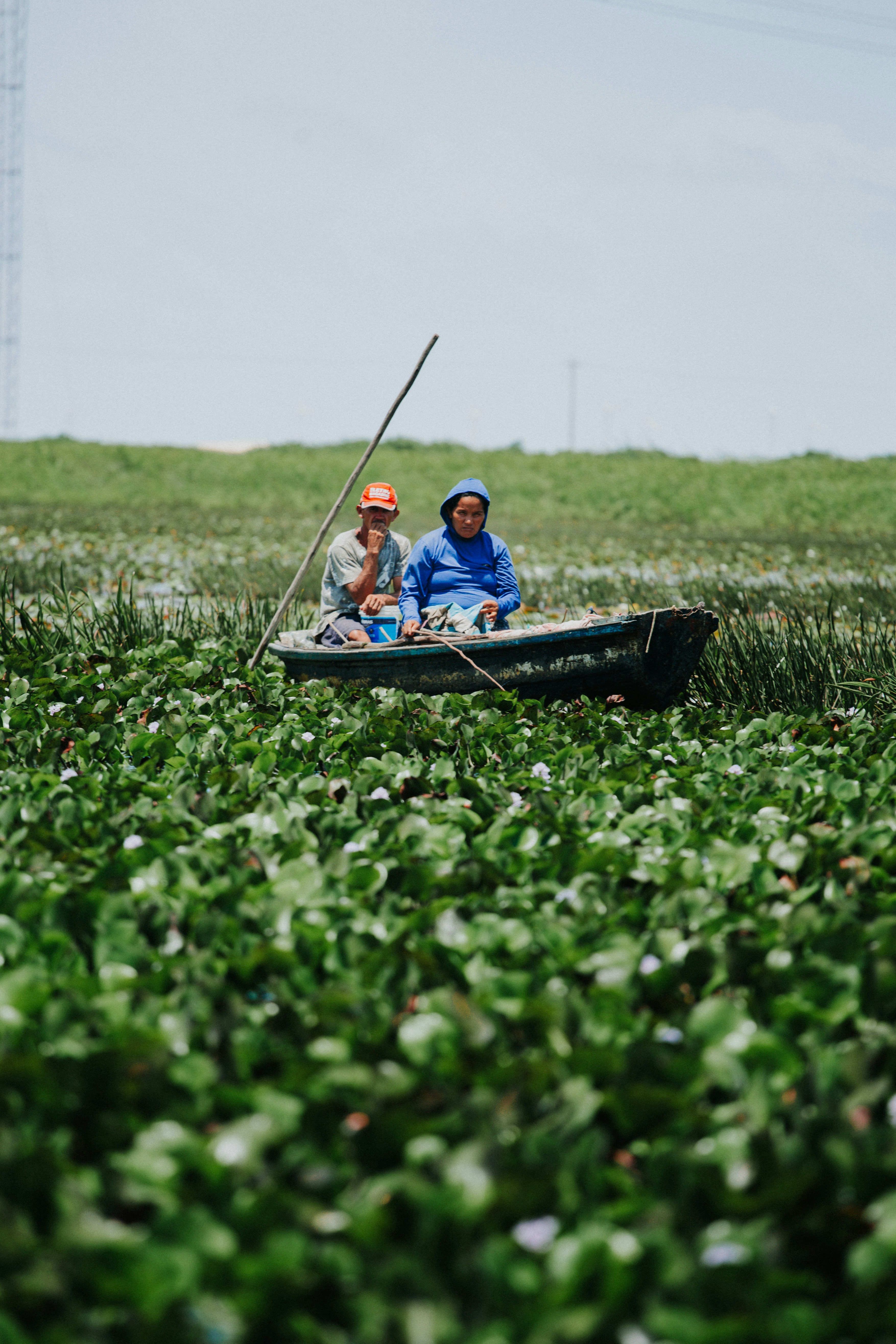 Two people navigating a small boat through dense green vegetation on a calm waterway under a clear sky.