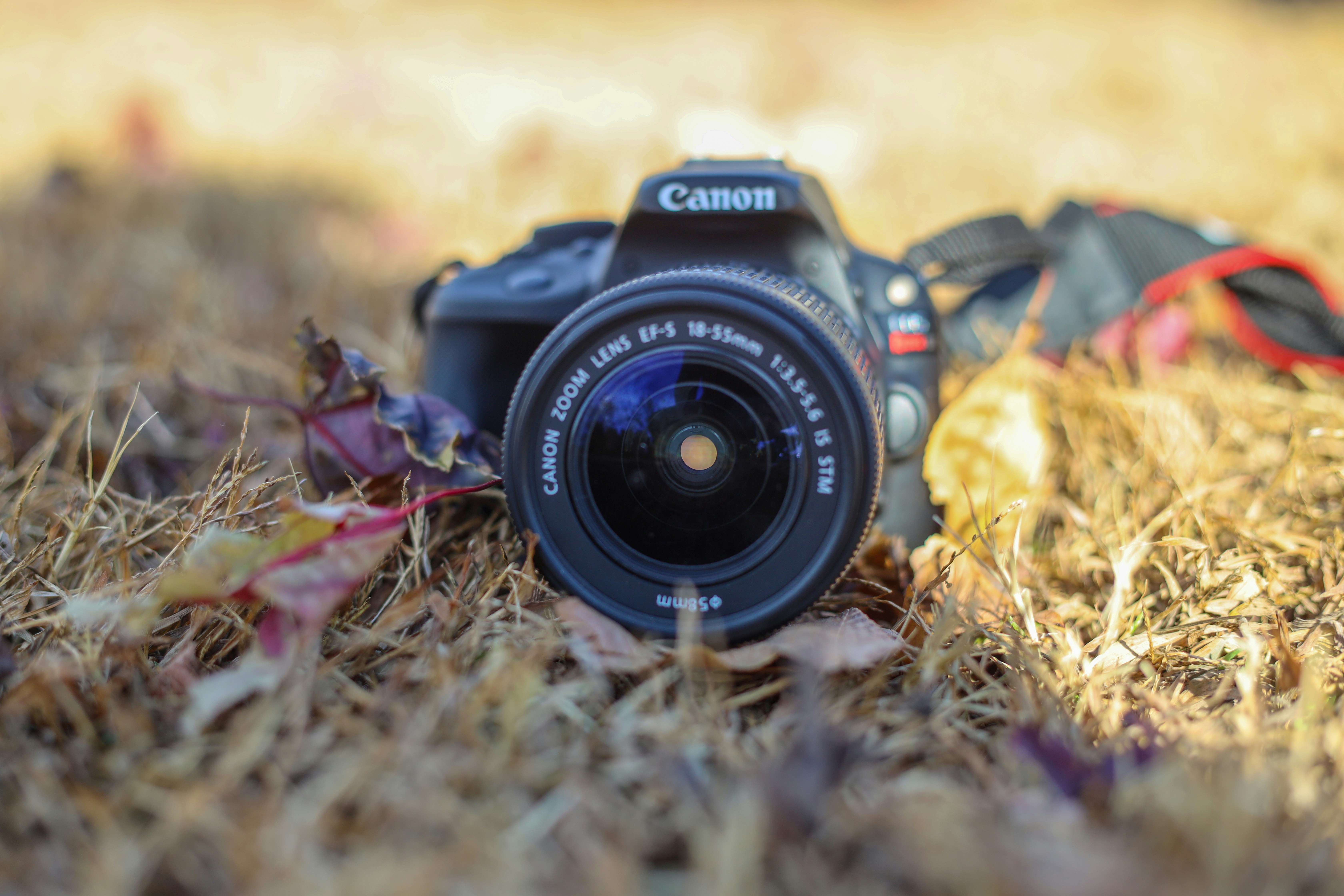 Centered Canon EOS R: a quiet, lens-forward still life on sunlit autumn grass