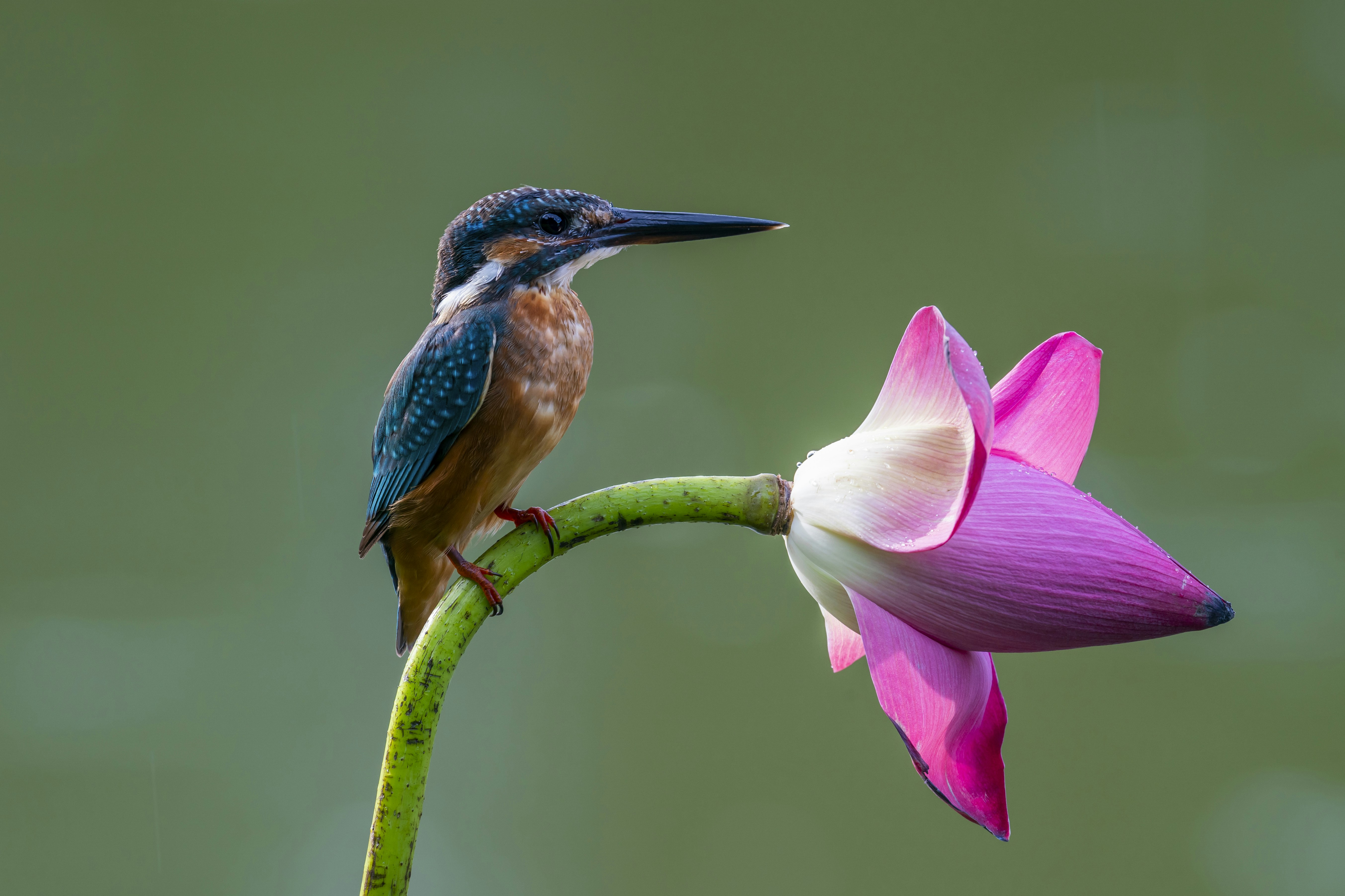 A kingfisher perches on a curved lotus stem beside a pink lotus blossom, set against a soft green backdrop.