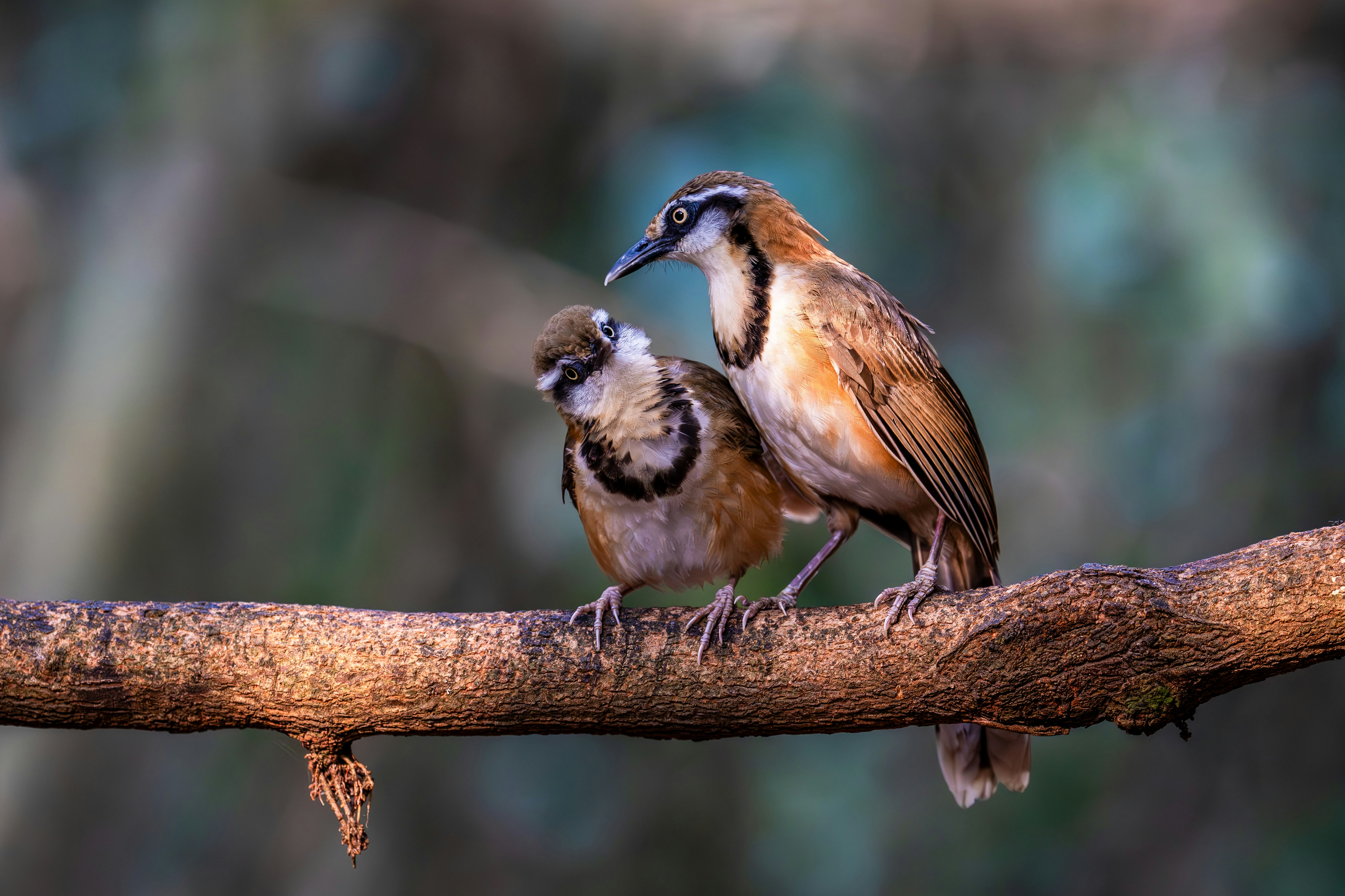 A couple of birds sitting on top of a tree branch photo – Free Myanmar ...