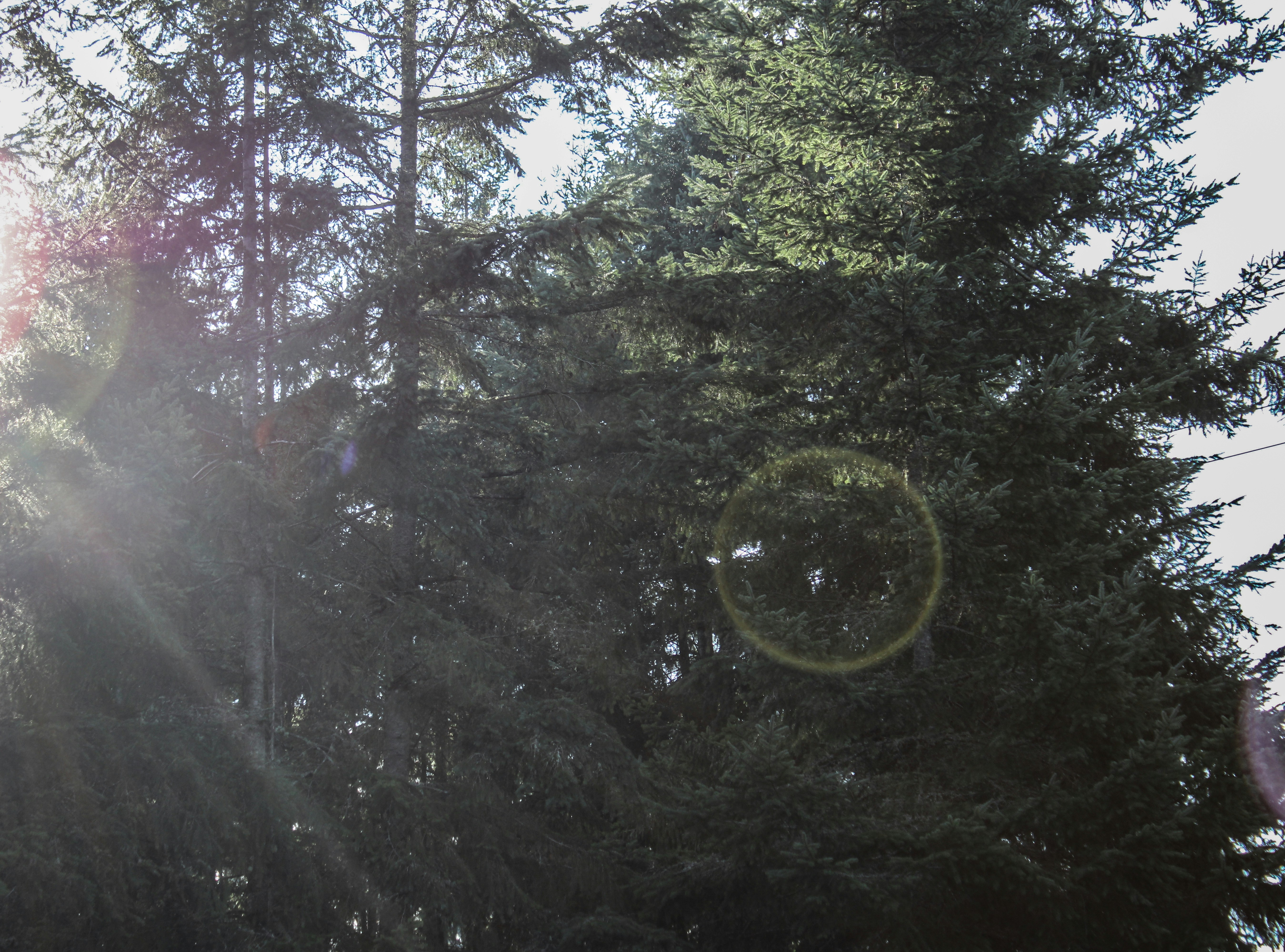 Sunlit Fir Canopy with Hidden Ring of Light