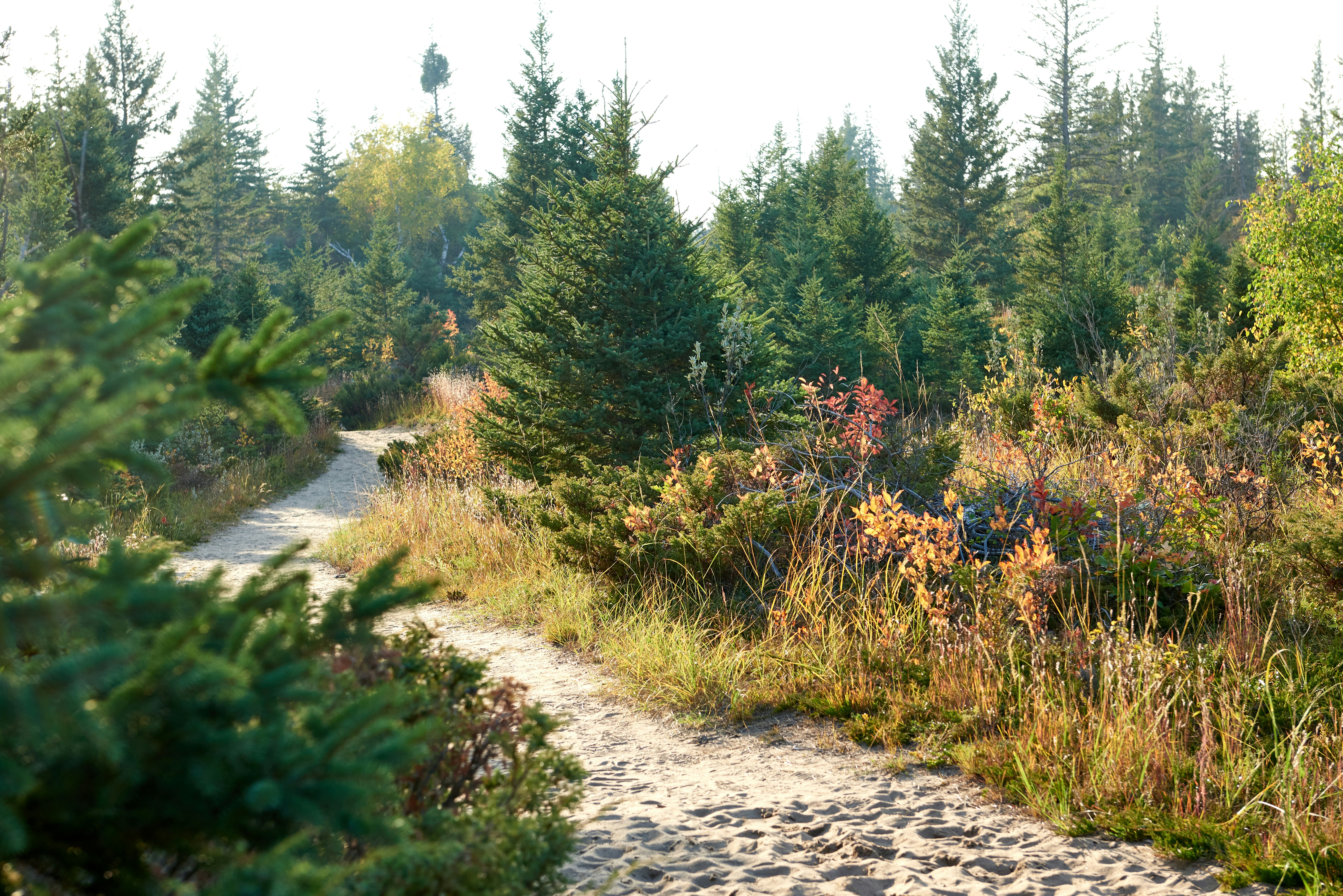 A dirt path through a forest with lots of trees photo – Free Forest Image on Unsplash