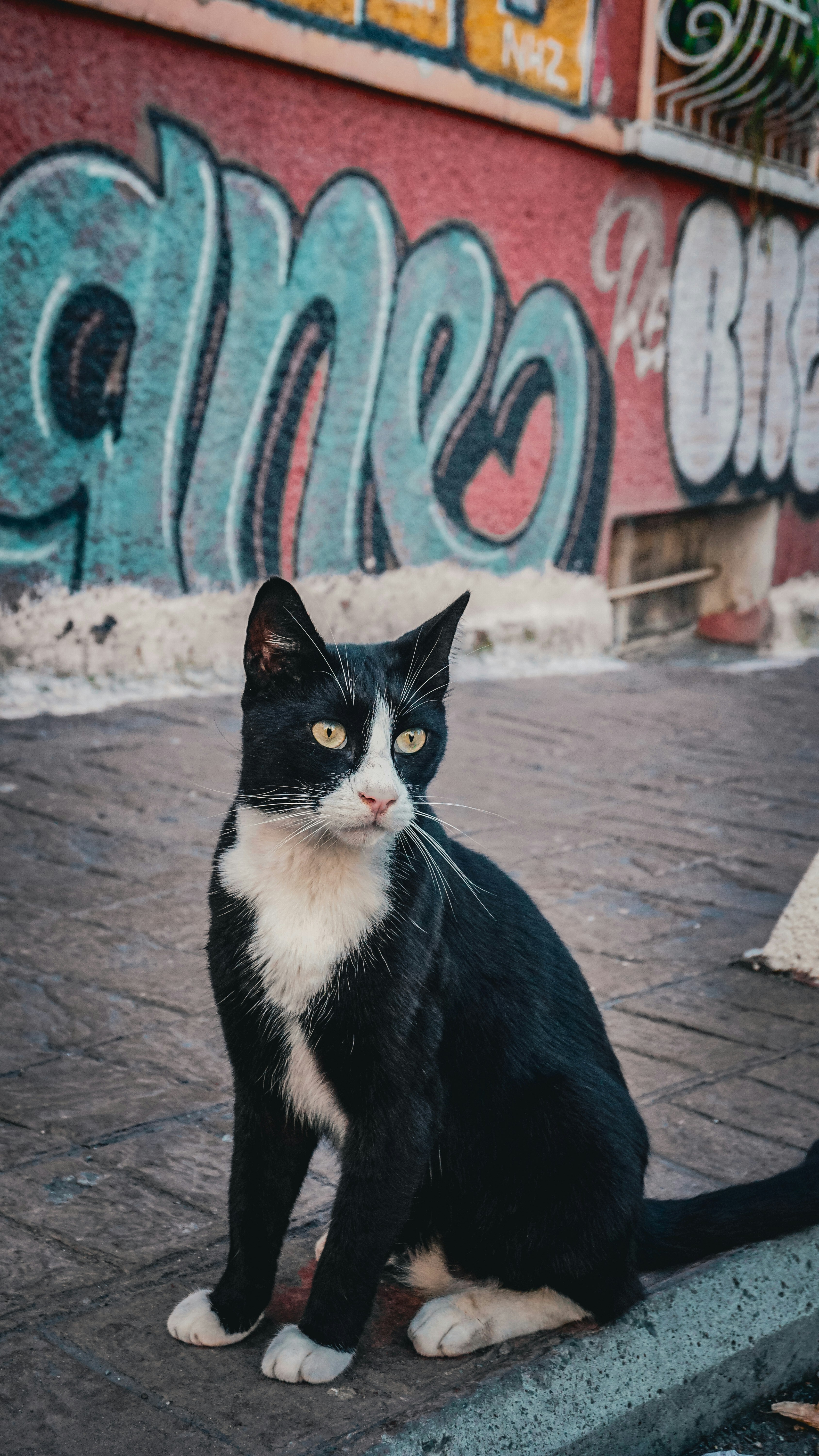 Tuxedo in the Alley: A Cat's Quiet Watch Beneath a Graffiti Tale
