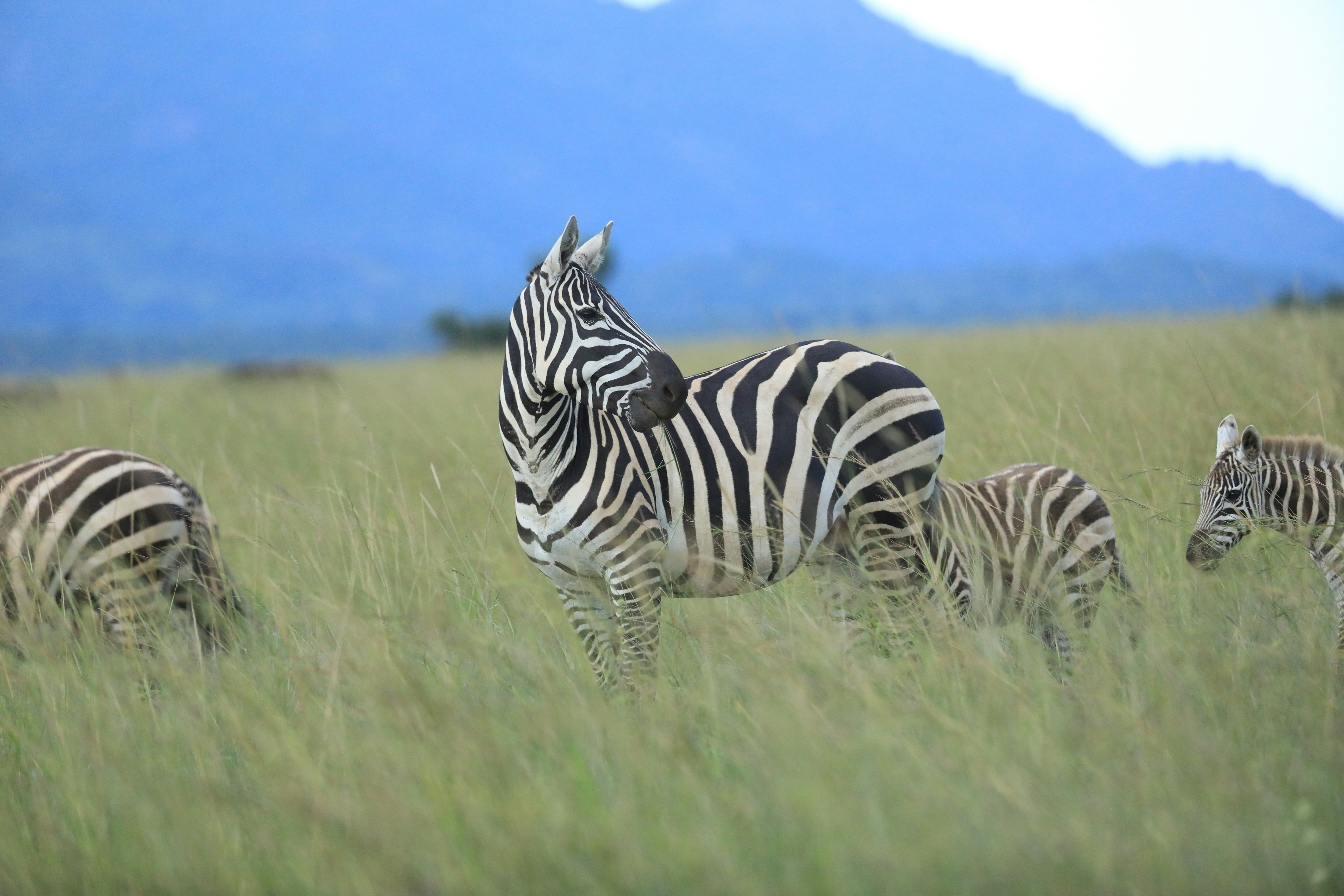 A majestic zebra stands tall amidst a herd in a lush grassland, with distant mountains framing the scene. The vibrant stripes create a striking contrast against the natural backdrop.