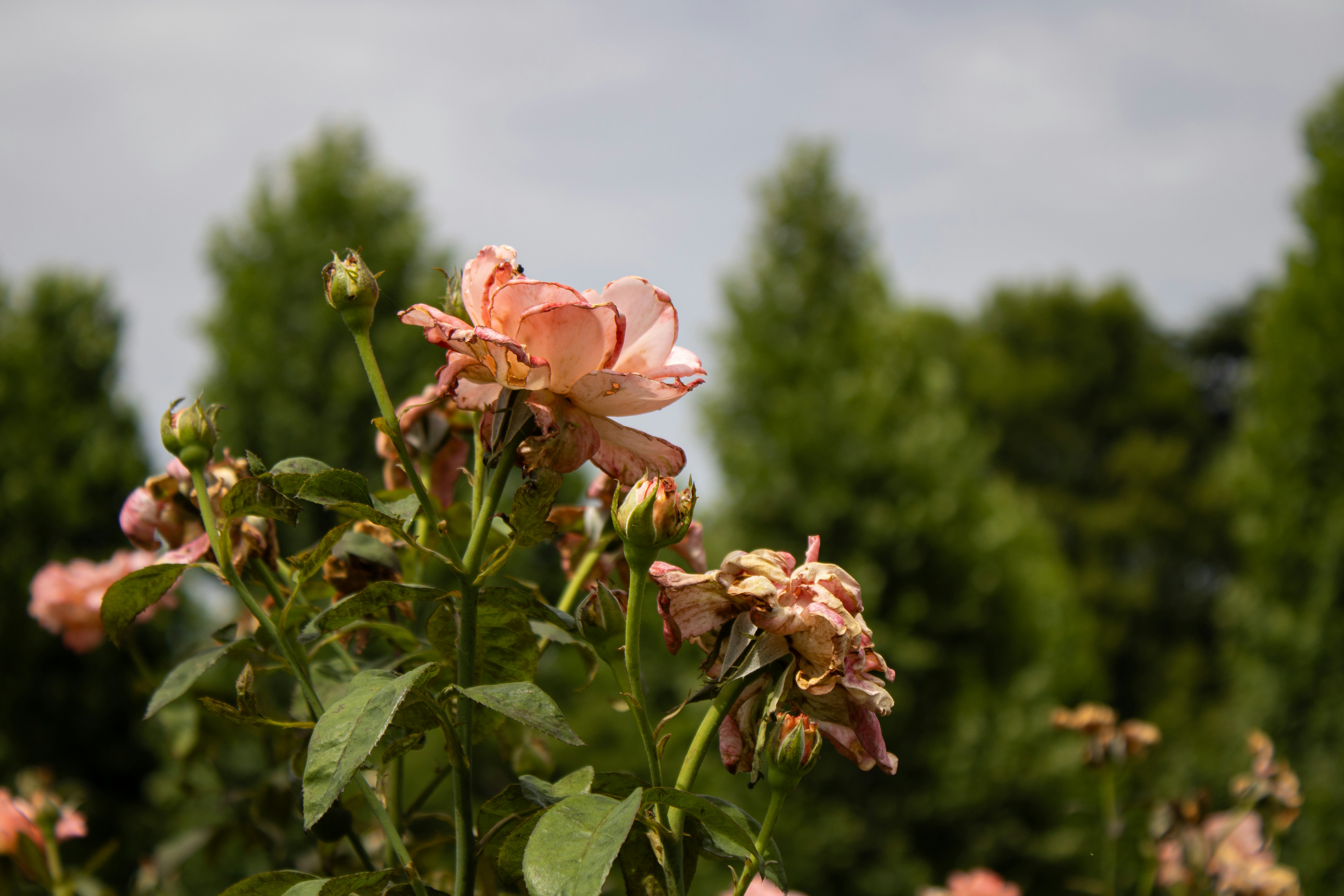 Powder-Pink Roses in a Quiet Afternoon Garden