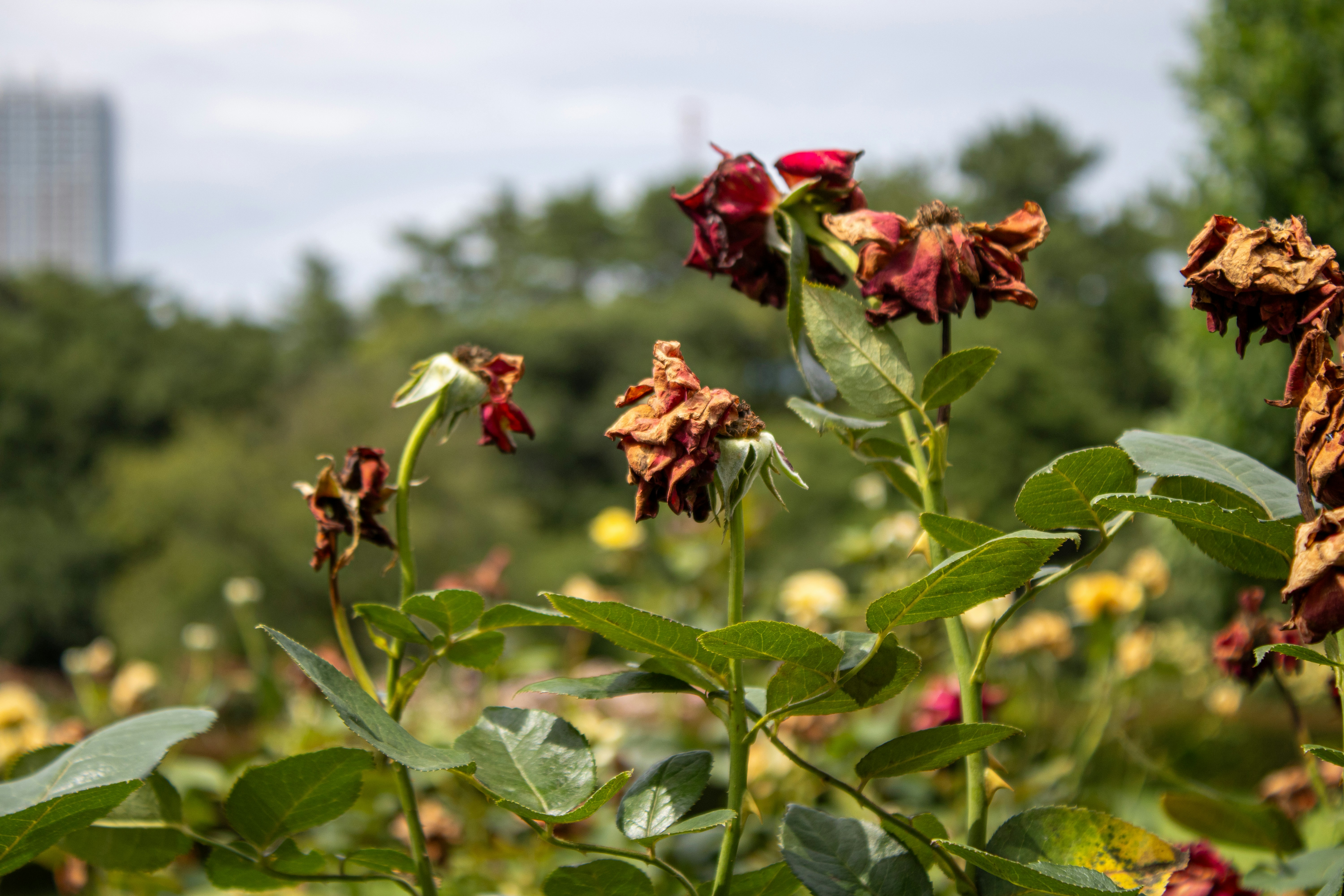 red wilted roses in the sun