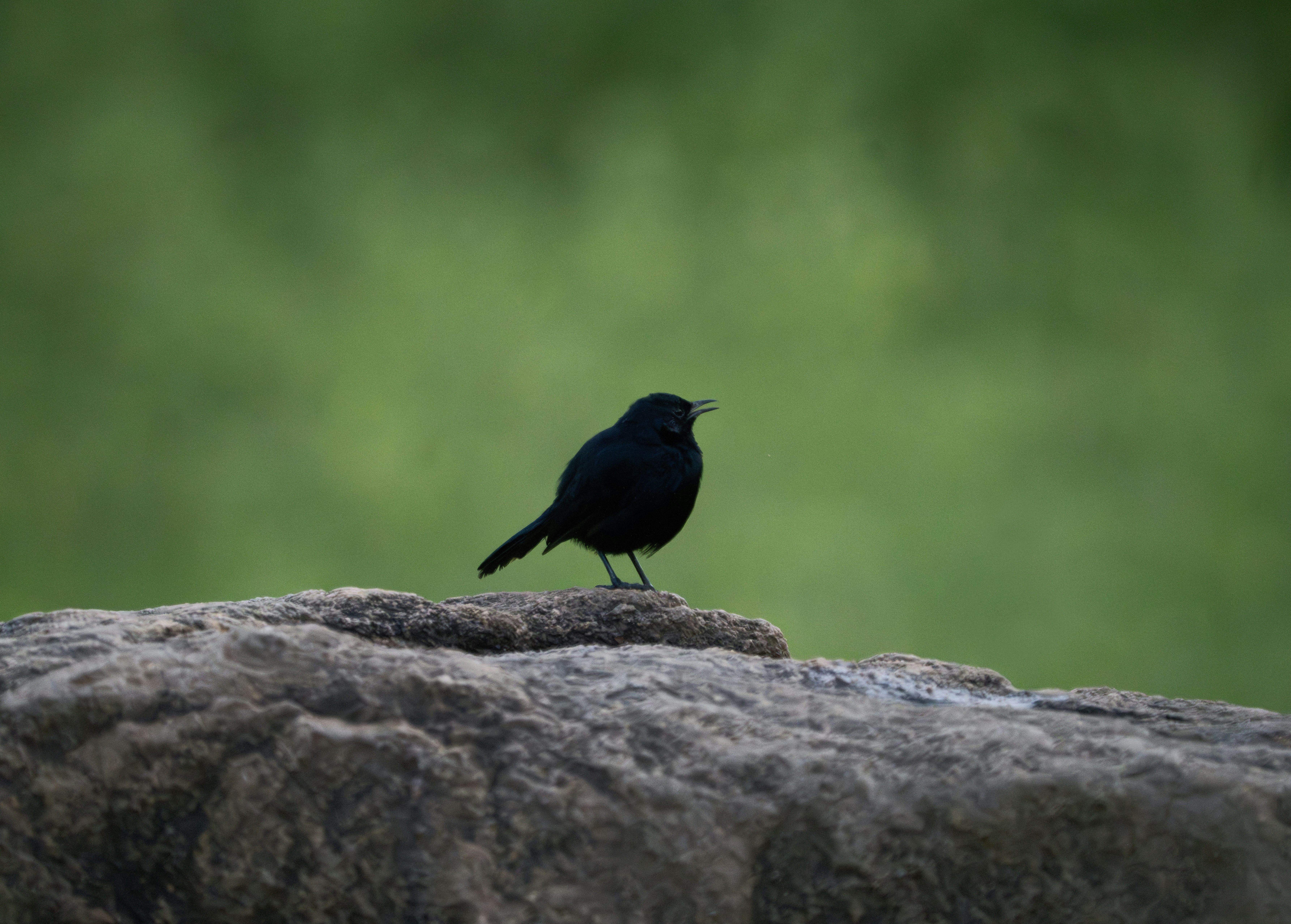 Perched Blackbird on Granite: Stillness Against a Verdant Blur