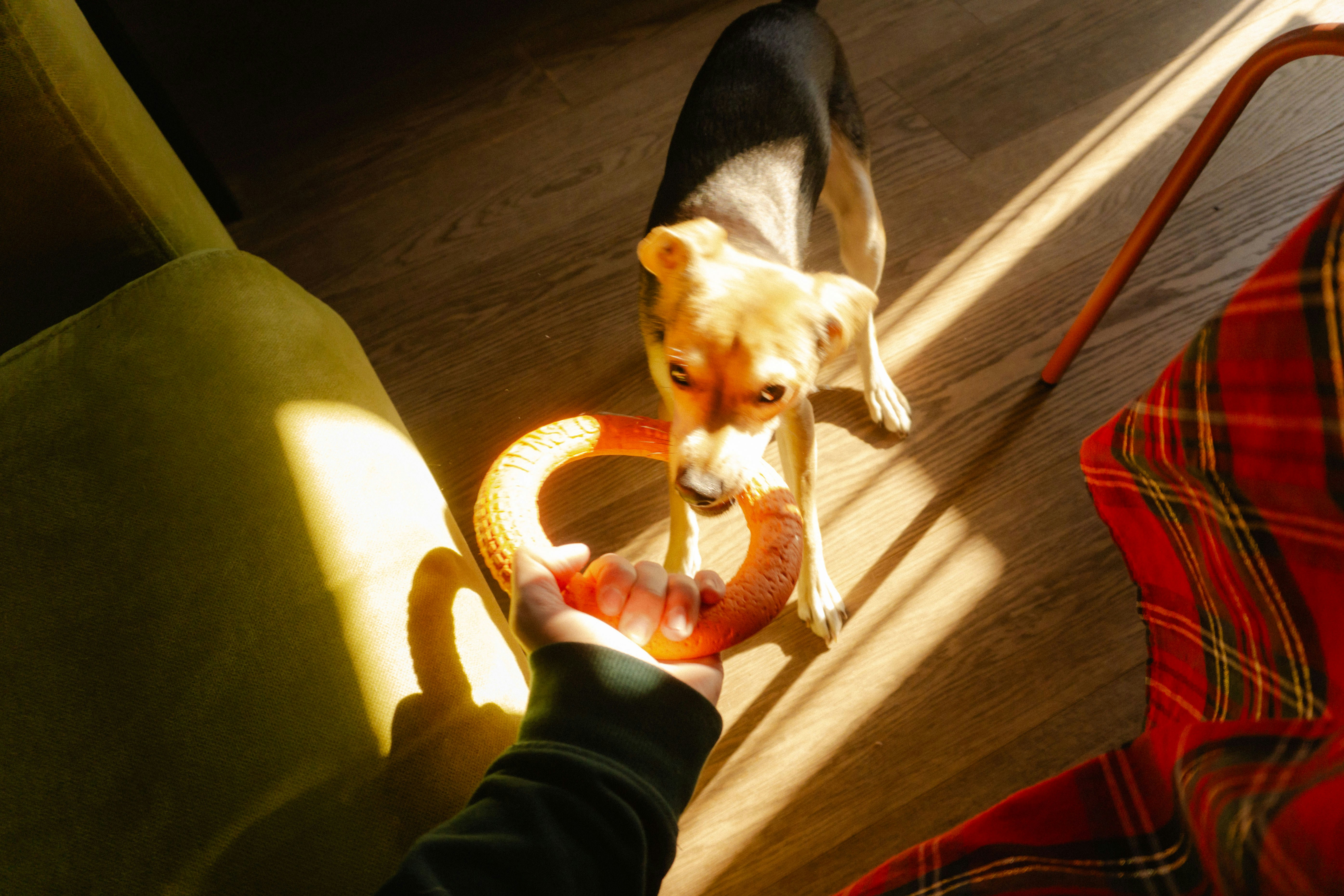 Sunlit Ring Play: A Pup Grips a Woven Toy in a Cozy Living Room