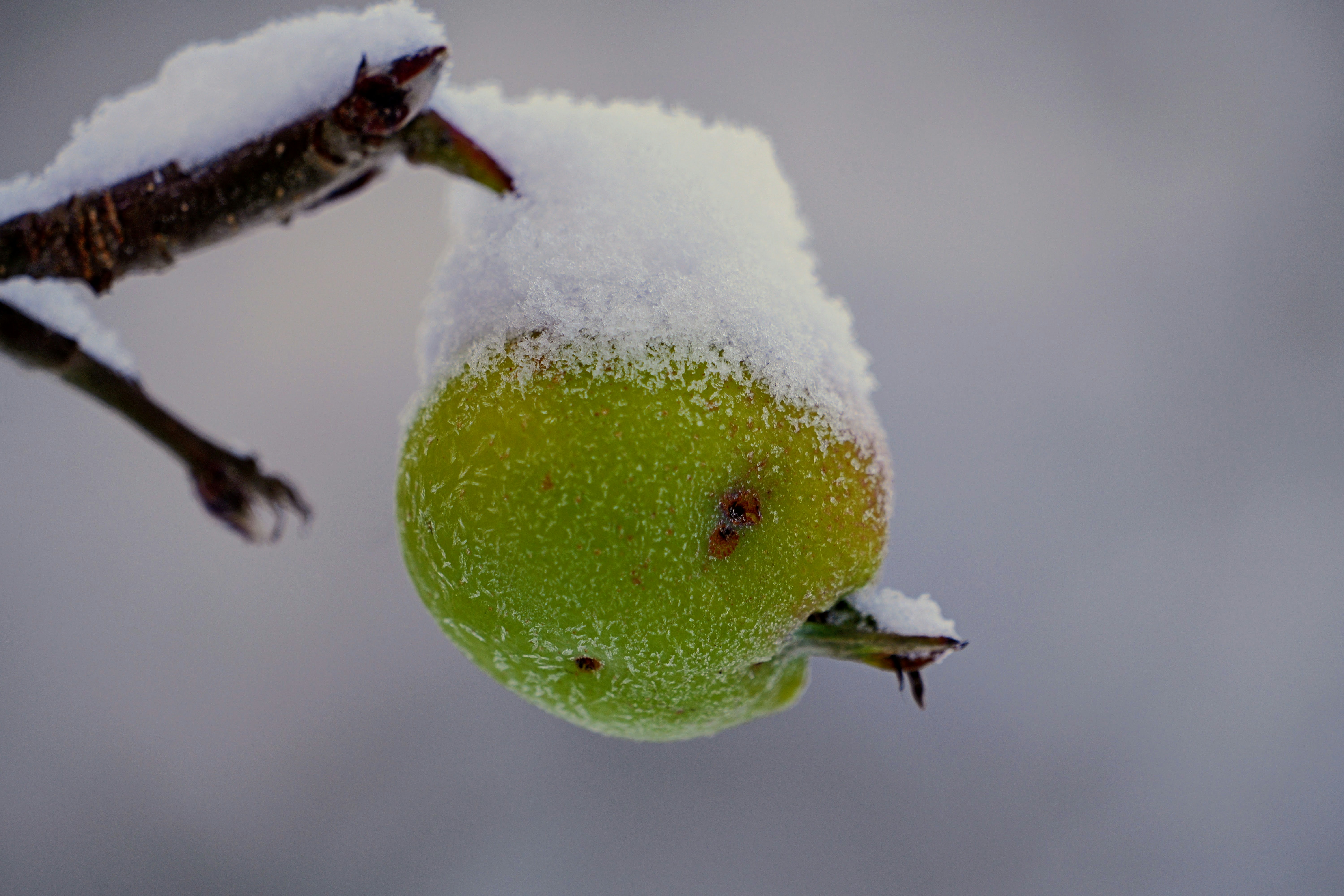 Snow‑Kissed Green Apple: A Quiet Winter Macro Moment