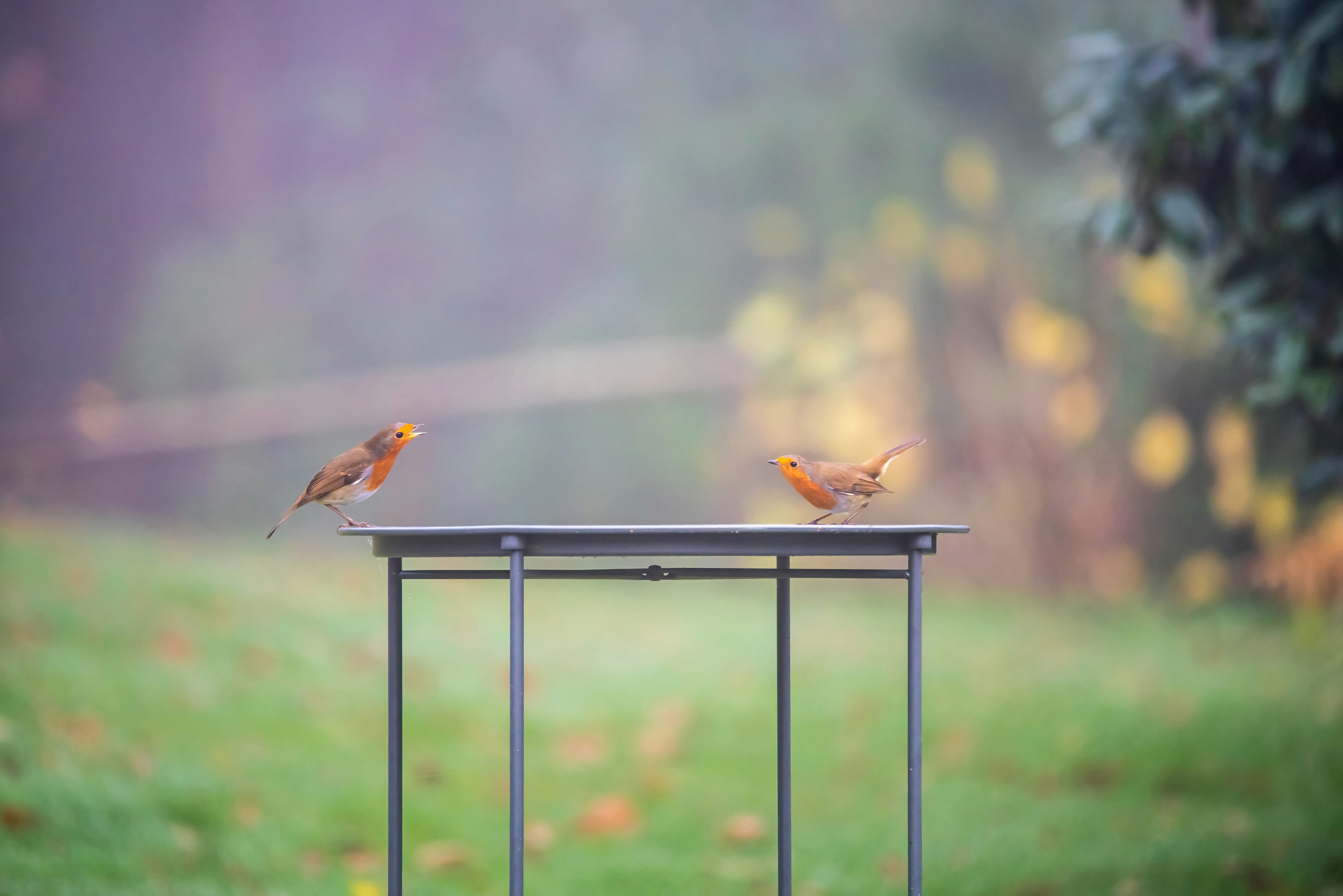 European Robin Pictures | Download Free Images on Unsplash