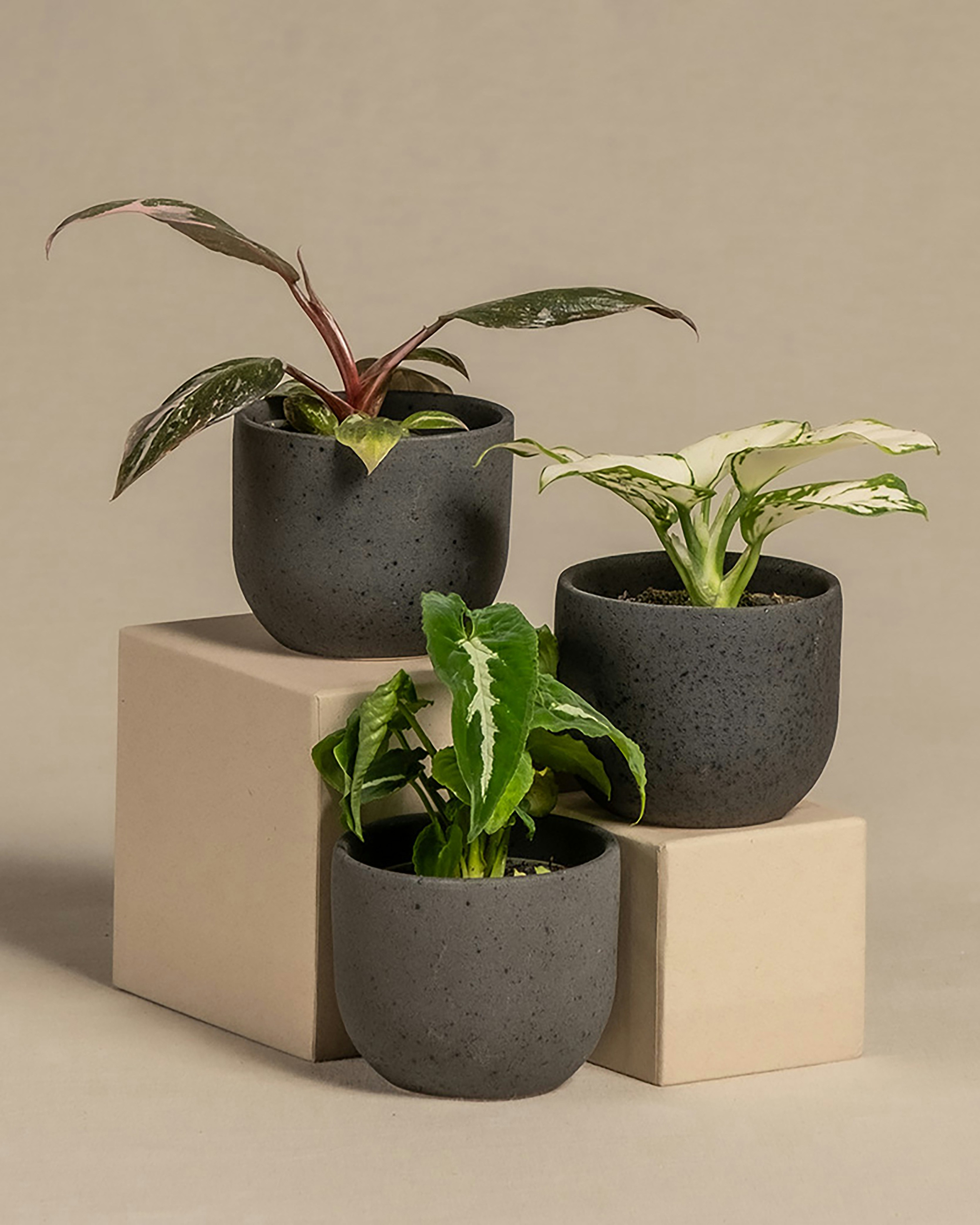 A group of three planters sitting on top of a box photo – Free Green ...