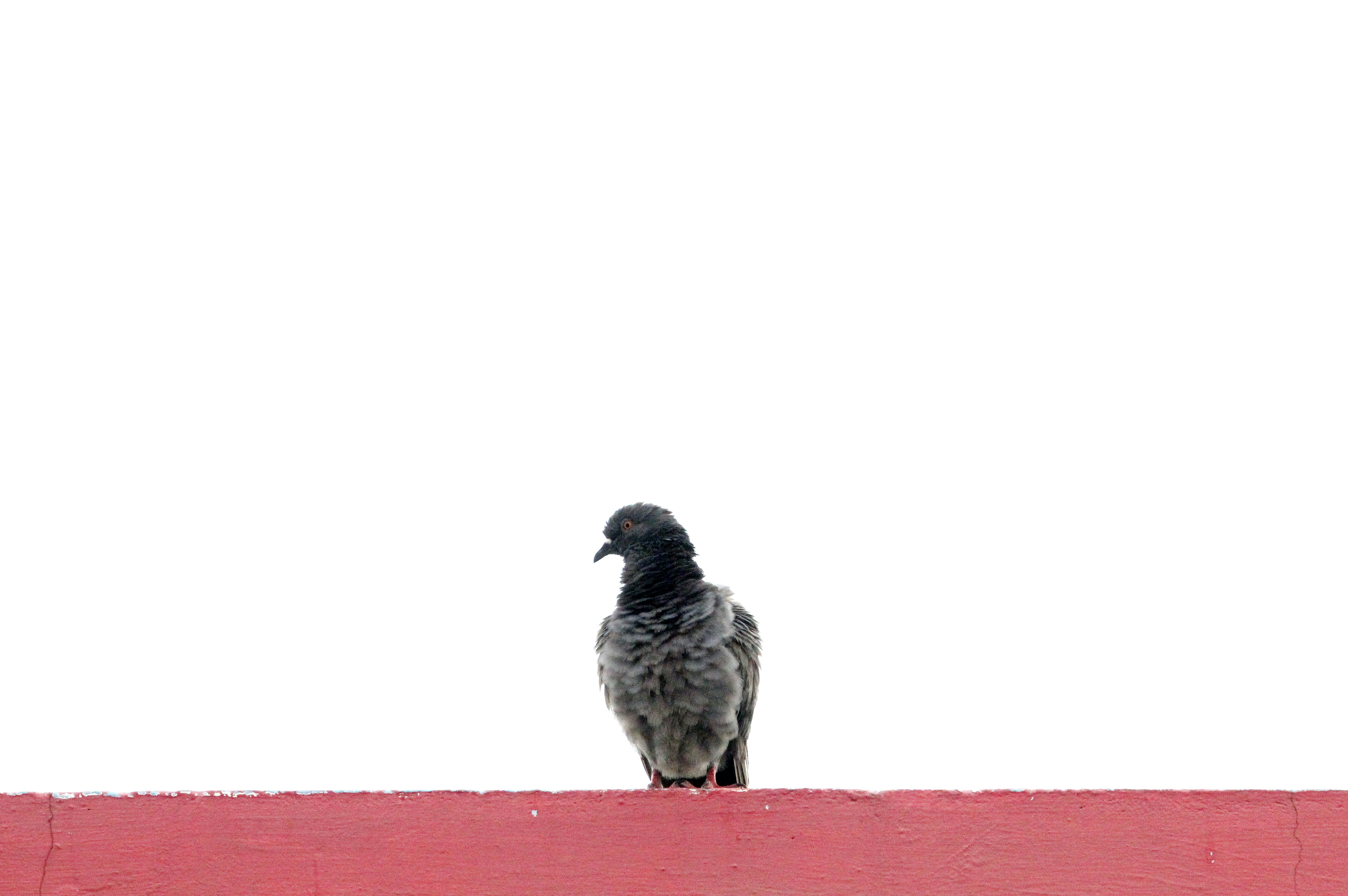 Raven on a Crimson Lip: A Solo Birdtop Portrait