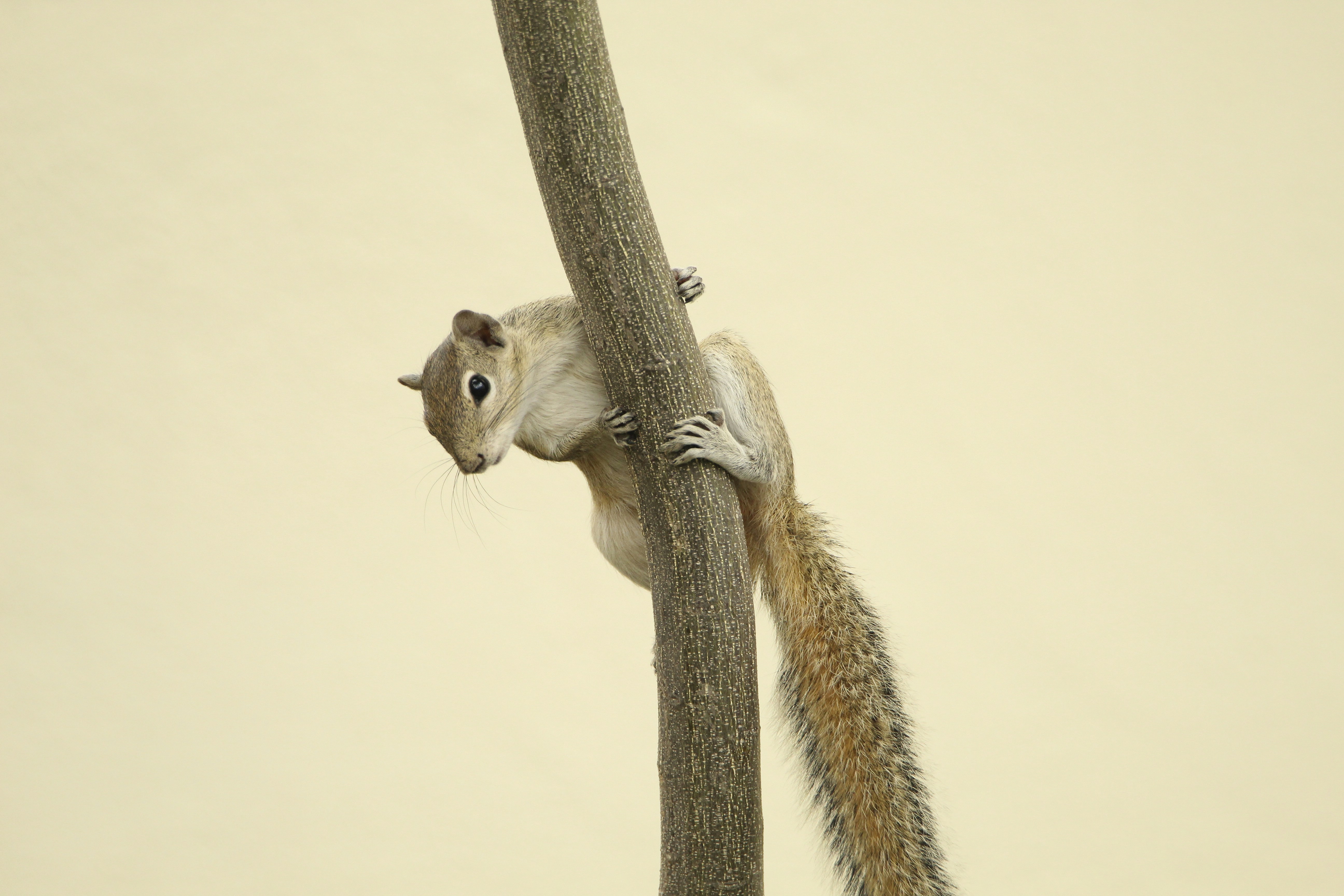 Perched and Curious: Squirrel Clings to a Narrow Branch Against a Neutral Backdrop