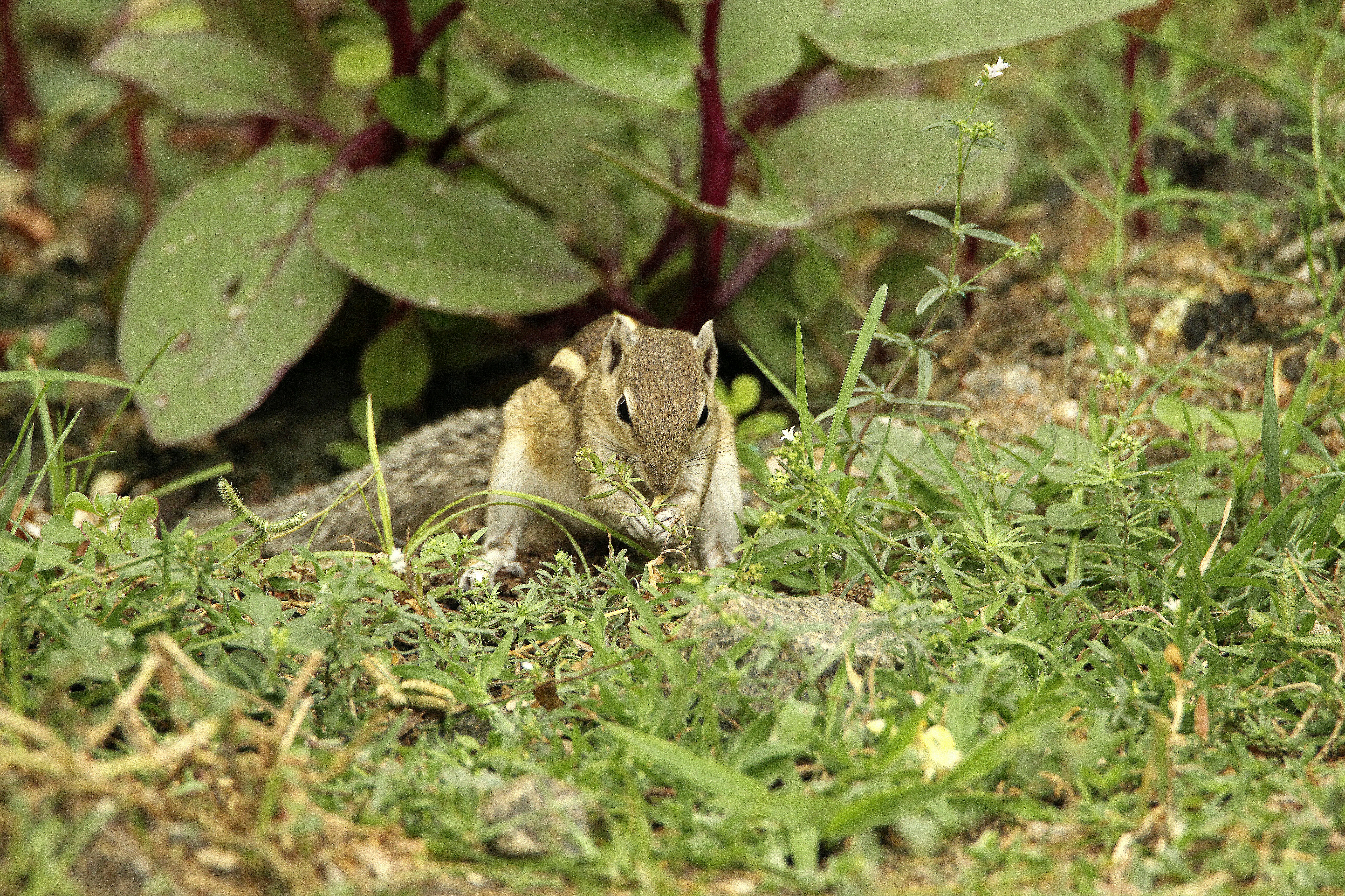 Whiskered Sentinel on a Patch of Grass and Gravel