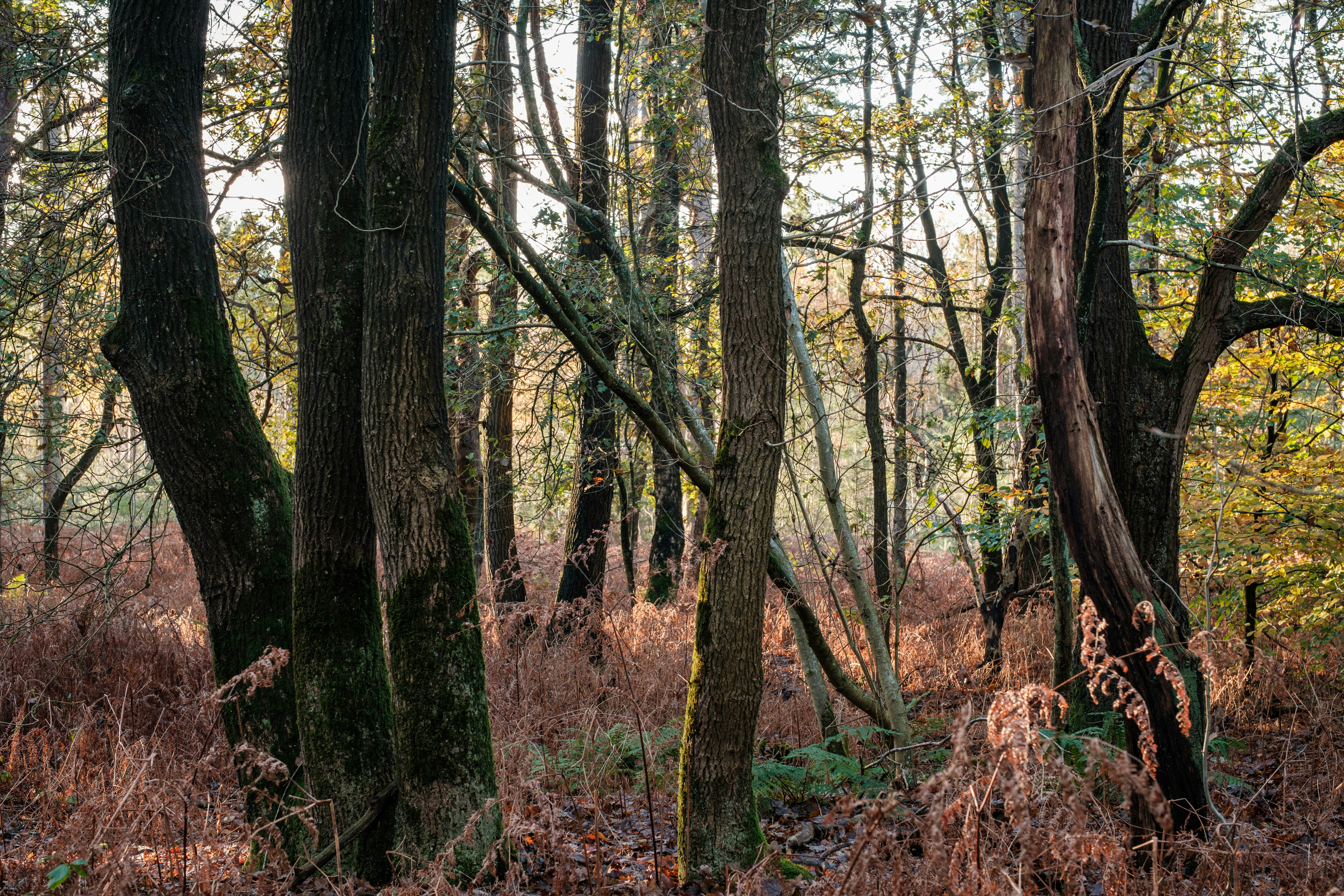 Un groupe d’arbres au milieu d’une forêt photo – Image gratuite de ...