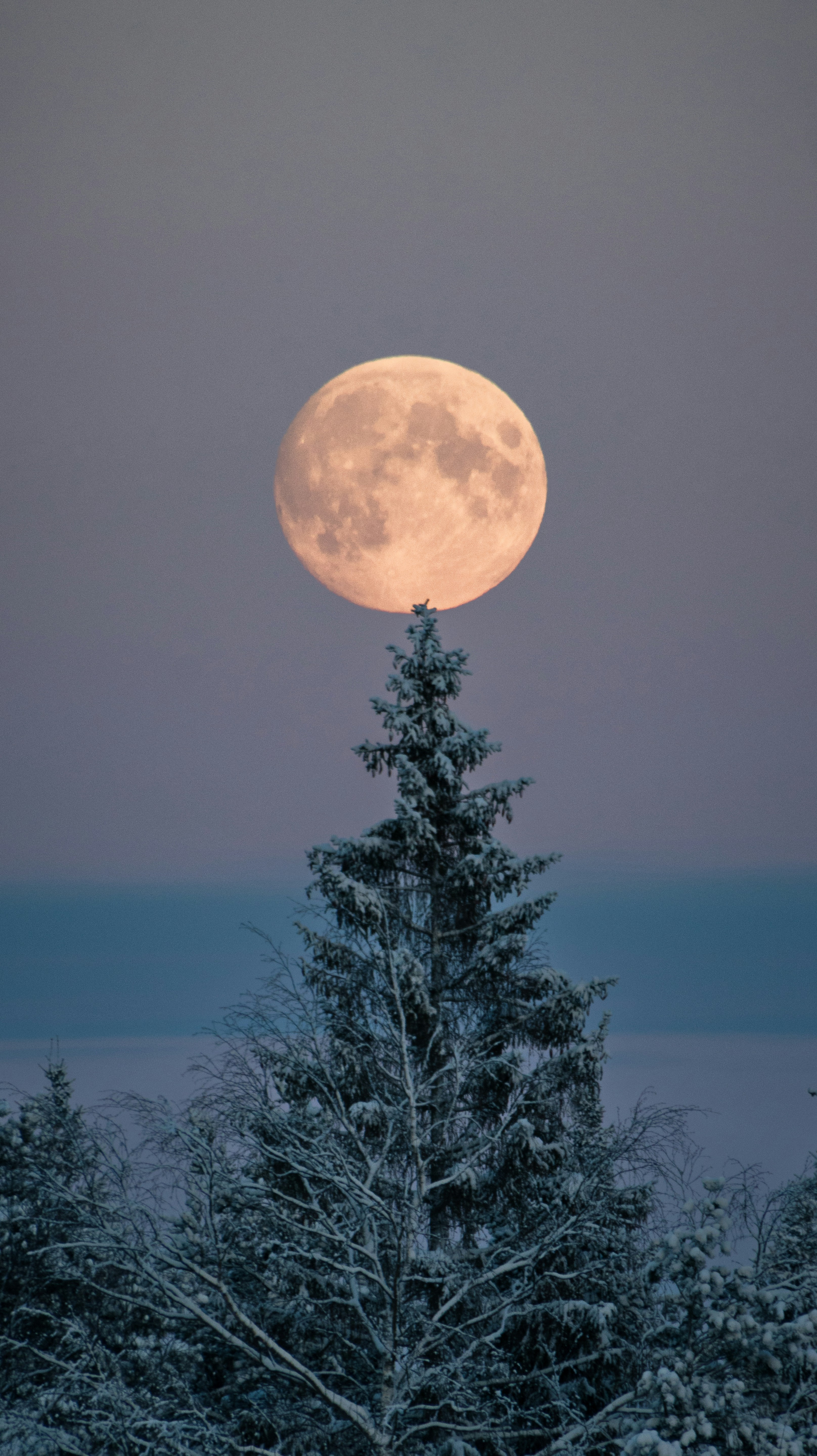 A full moon rising over a snowy forest photo – Free Pietinkoskentie ...