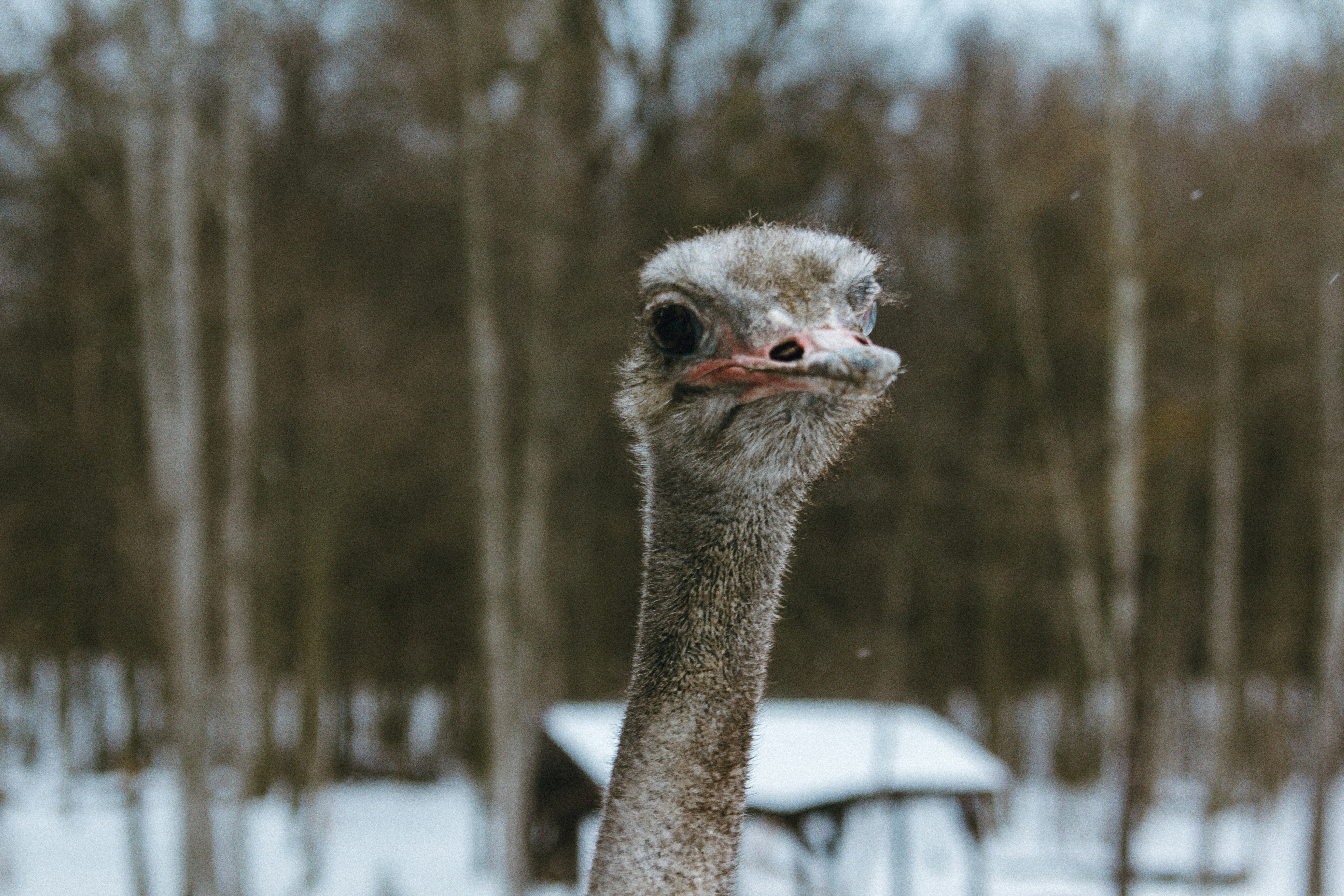 An ostrich standing in the snow in front of trees photo – Free Grey ...