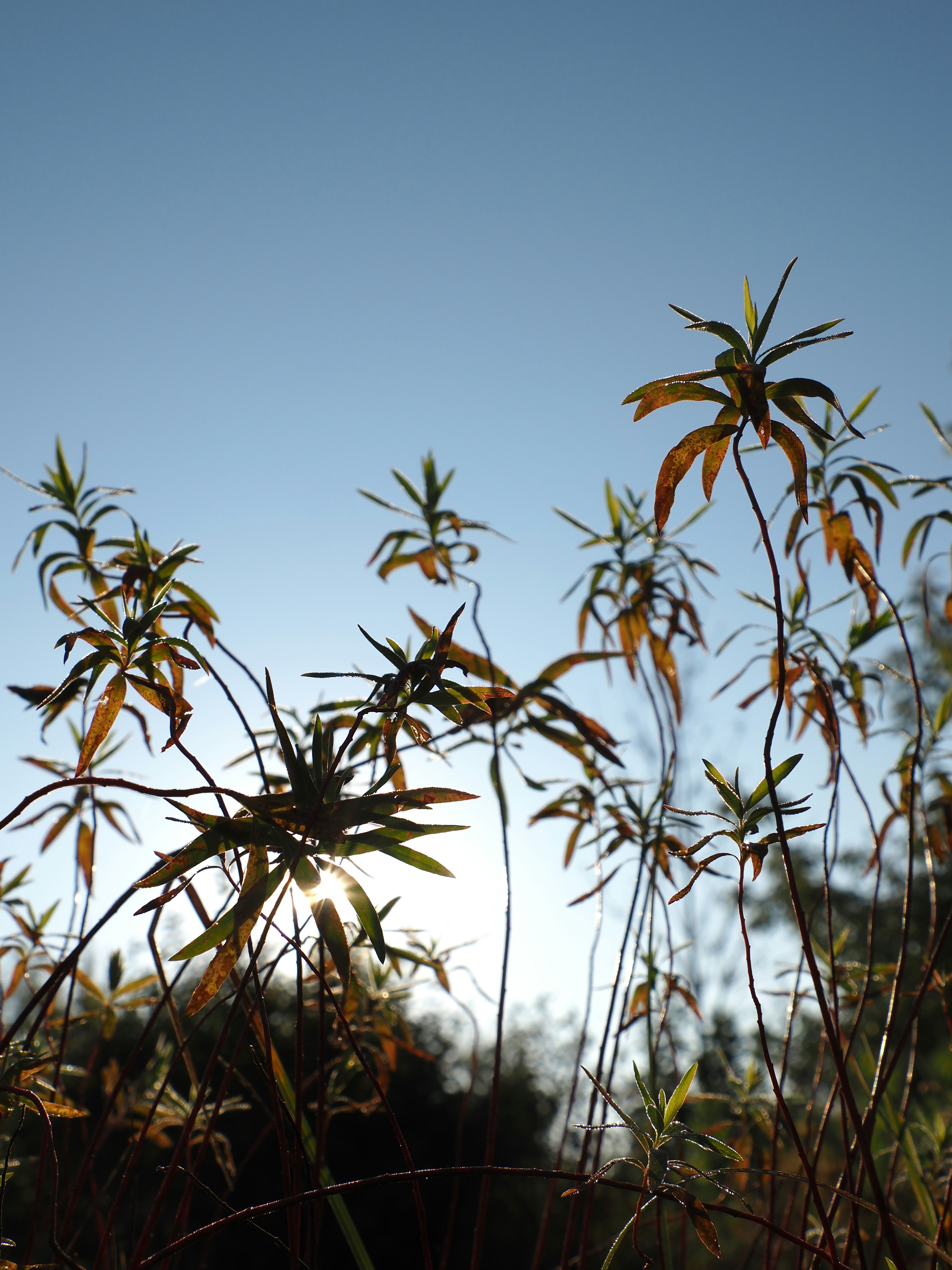Sunlit tendrils: foreground sprouts reach for the blue sky