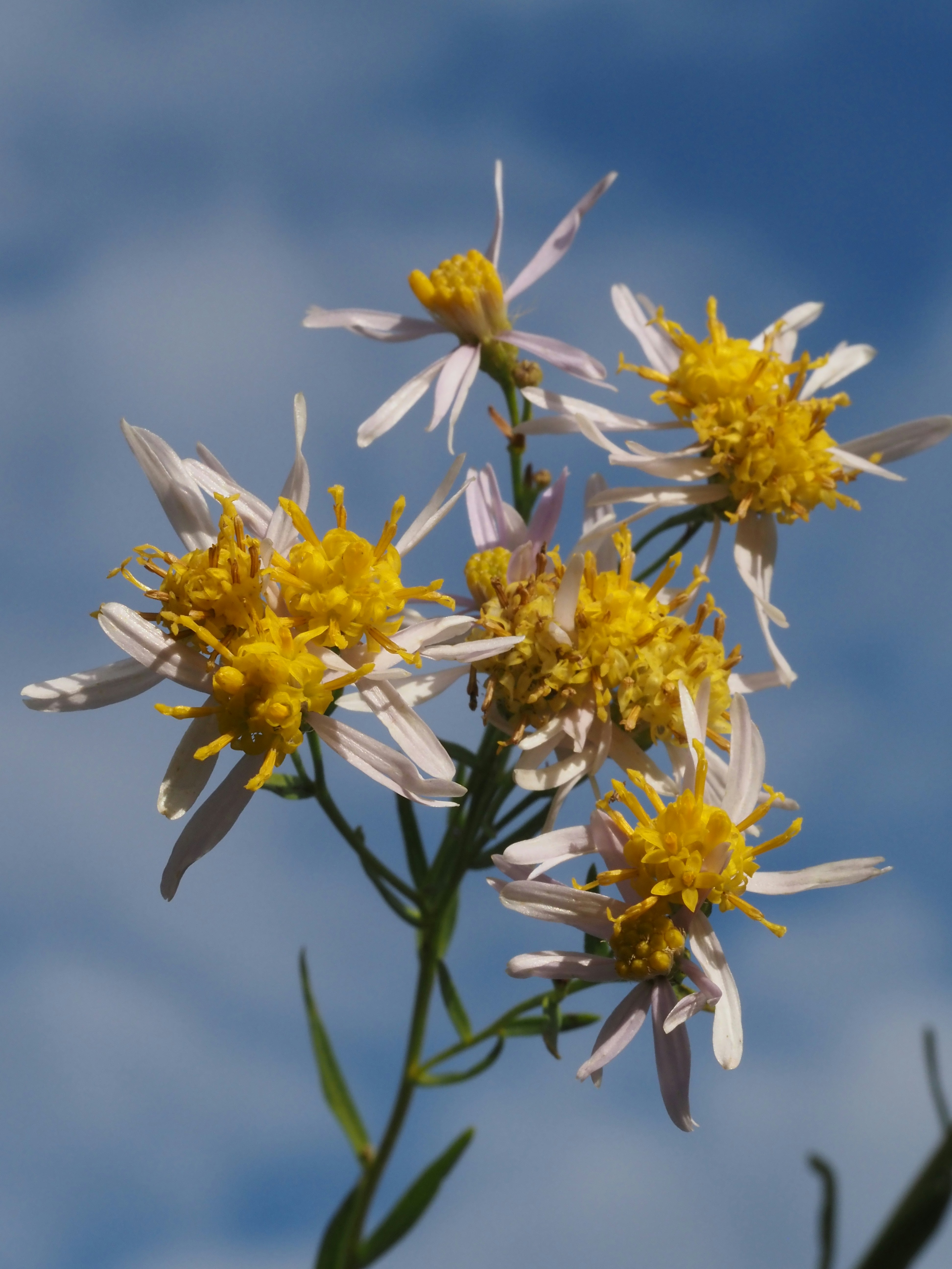 Sunlit Yellow-Centered Asters Against a Clear Blue Sky