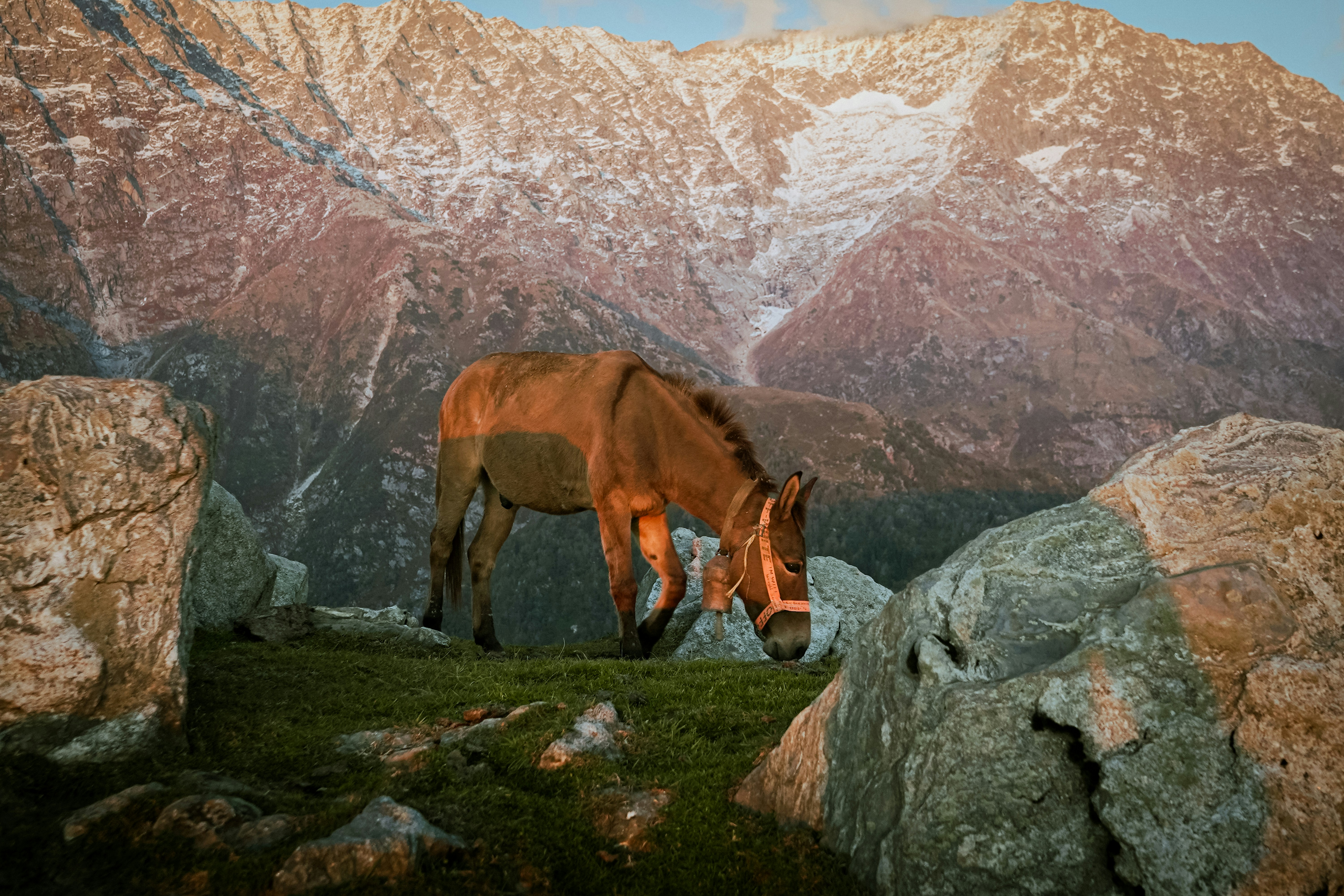Un cheval brun mangeant de l’herbe au sommet d’une montagne photo ...