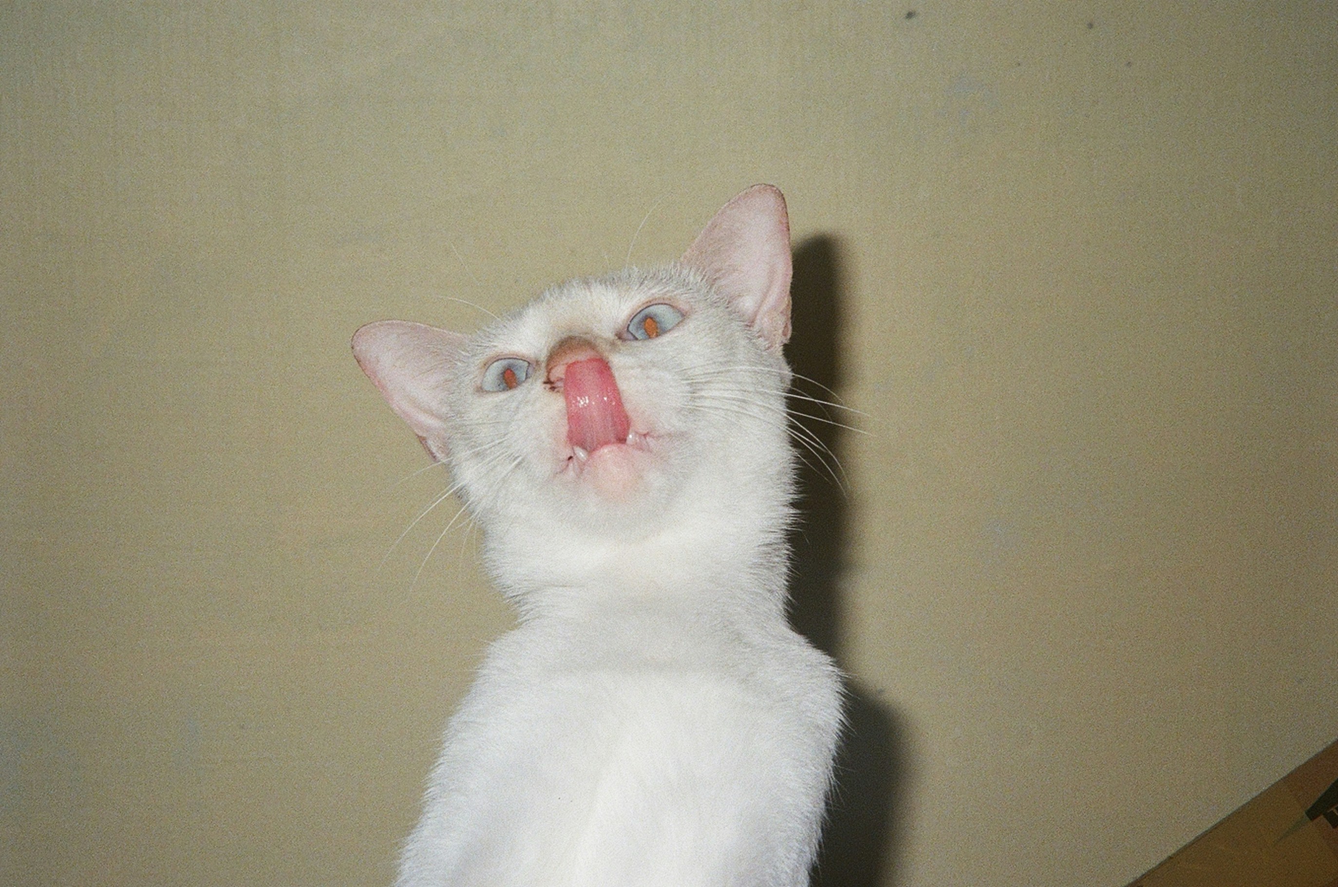 Cat Funny Pfp Pictures | Download Free Images on Unsplash