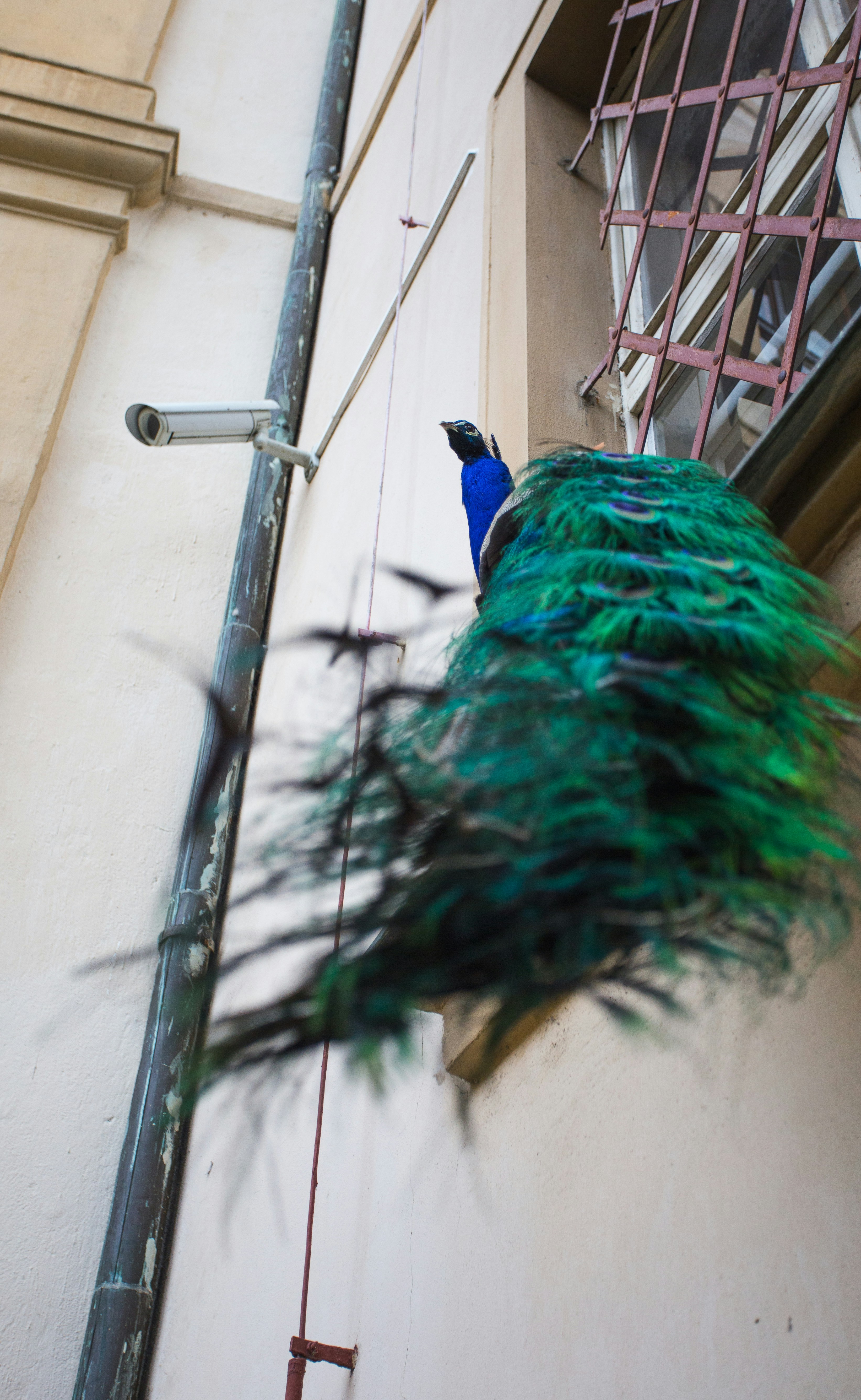 A blue and green bird sitting on top of a window sill photo – Free ...