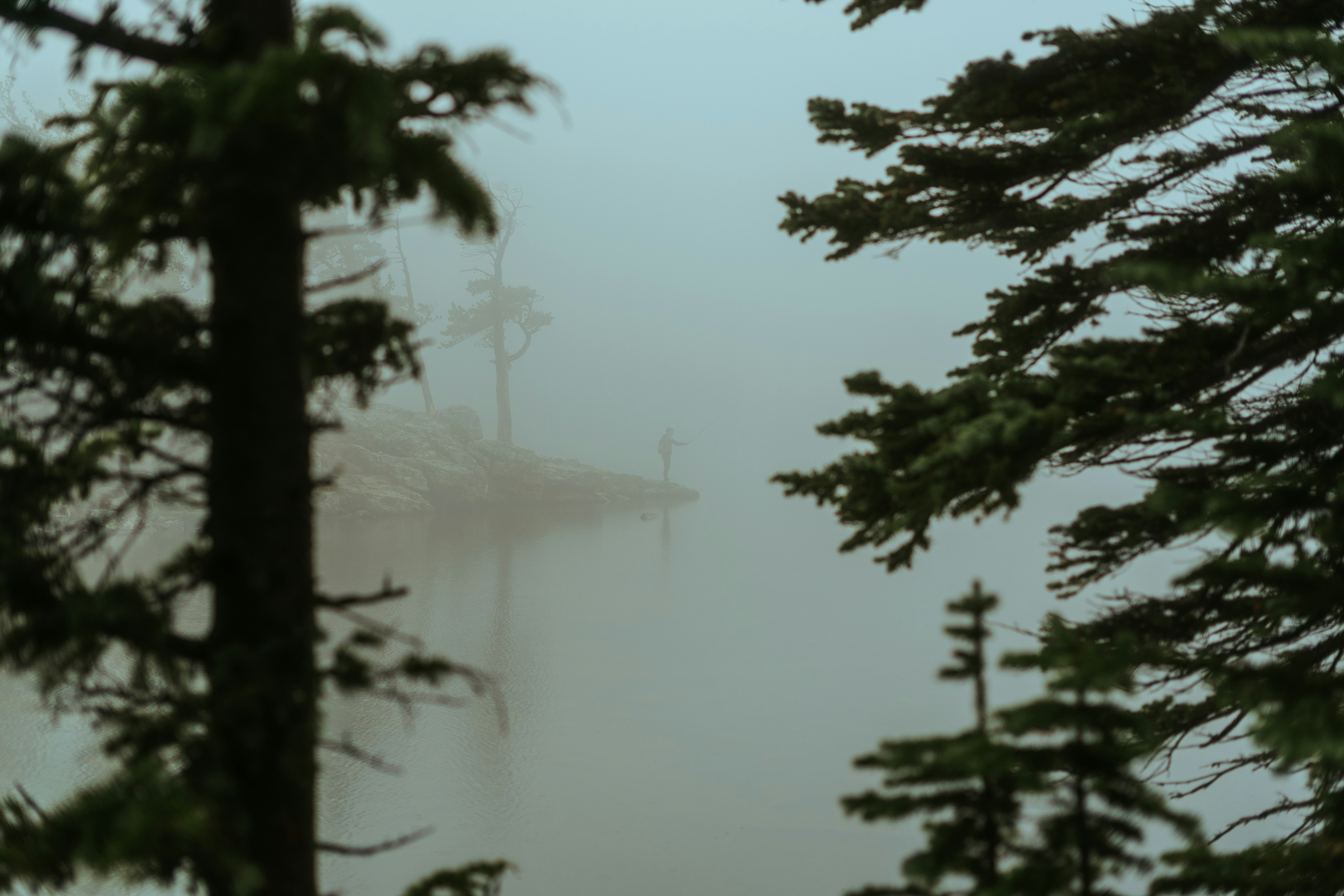 Isolated Isle Emerges Through the Veil of Mist Between Silent Pines