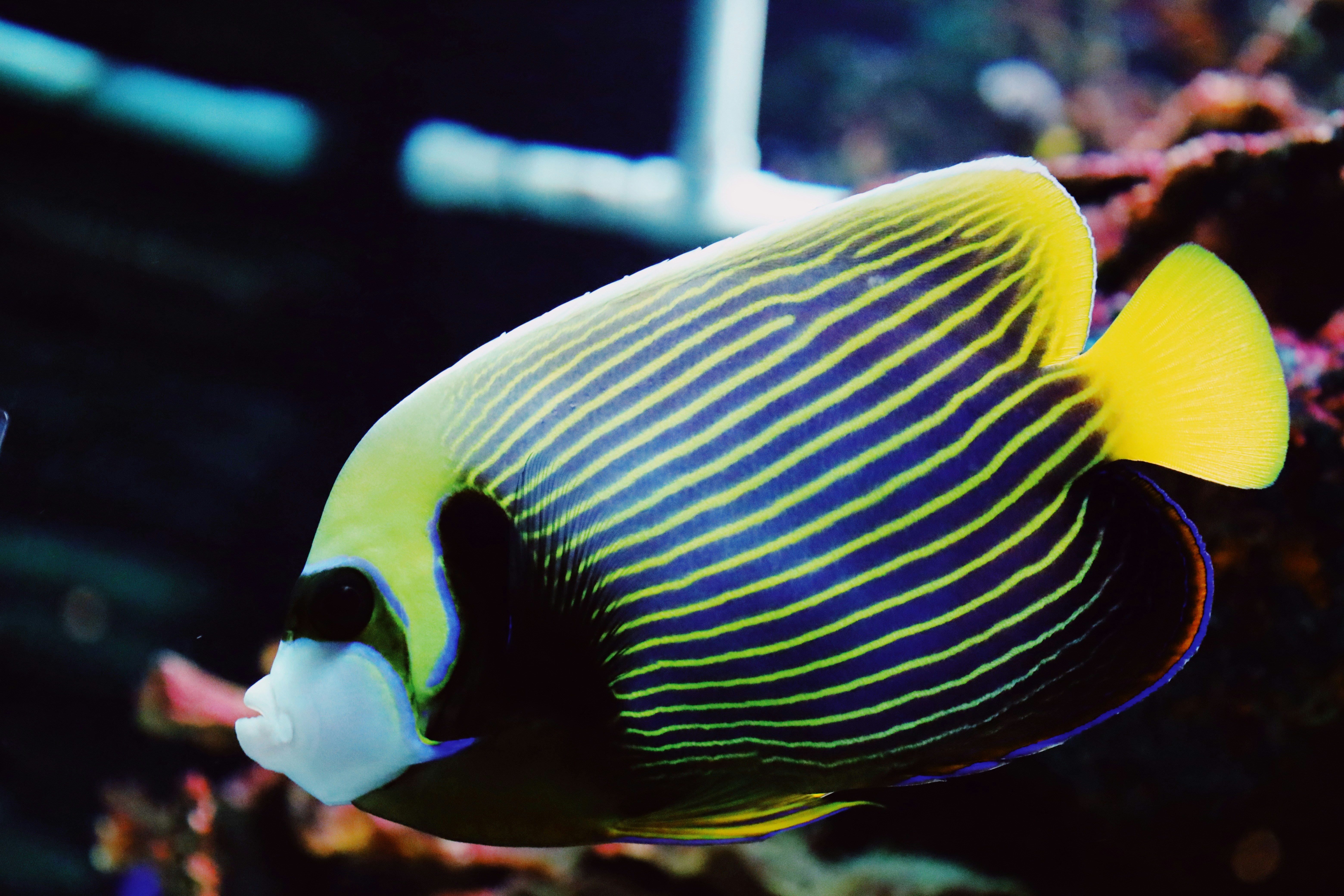 Un poisson qui nage dans l’eau photo – Image gratuite de Scranton sur ...