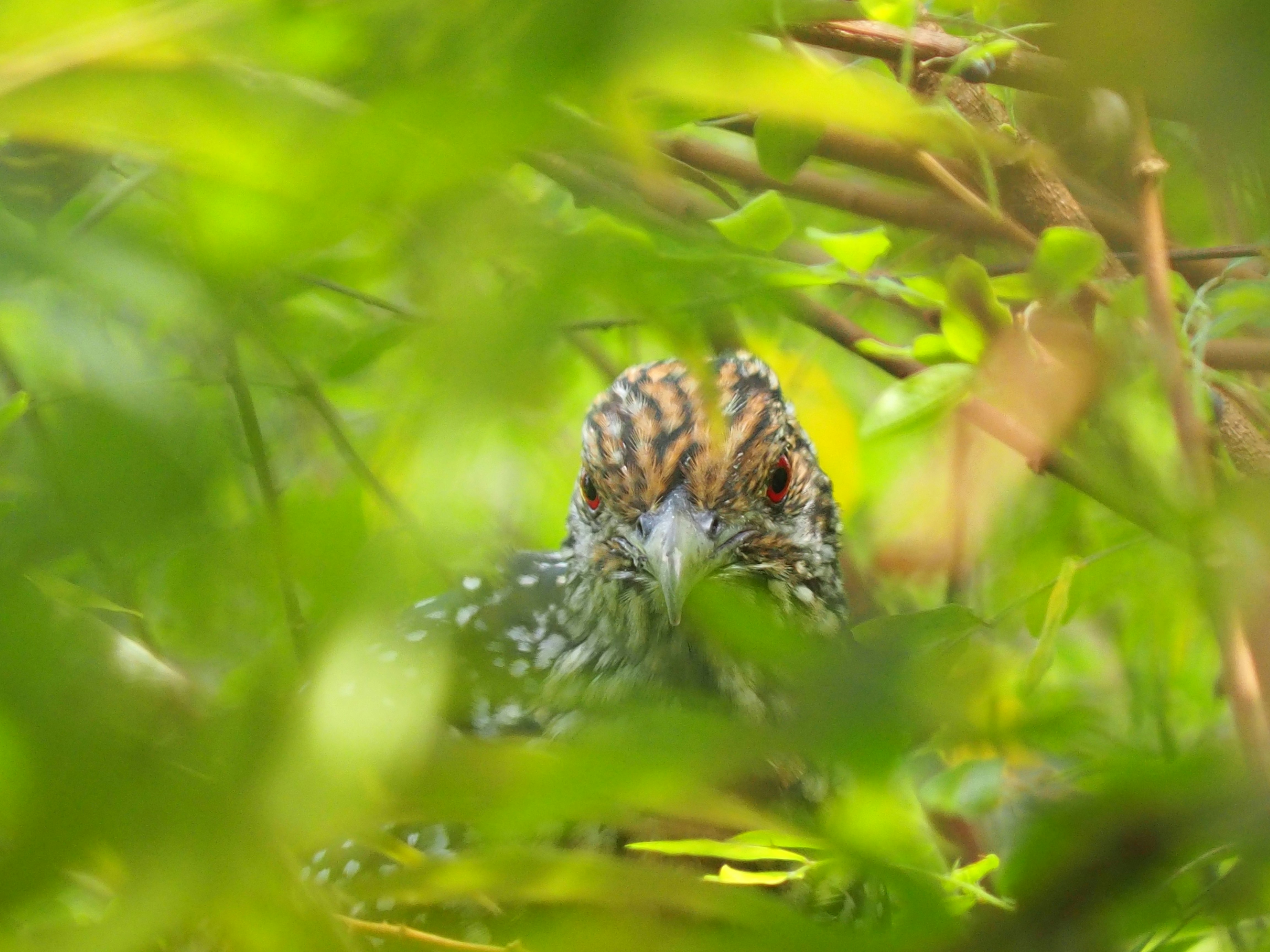 A bird is hiding in the leaves of a tree photo – Free Beak Image on ...
