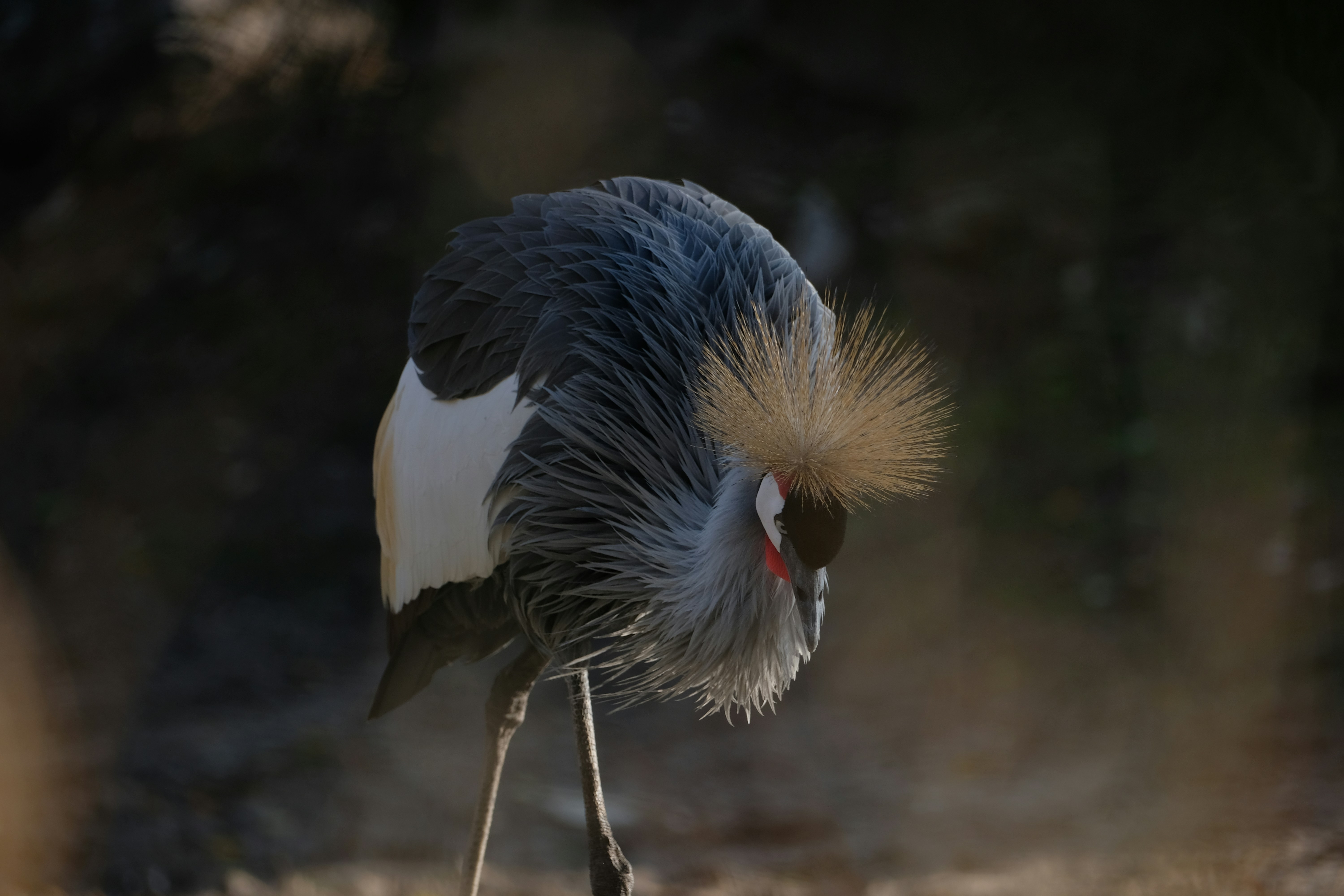 Crested Crane in Quiet Marsh Light