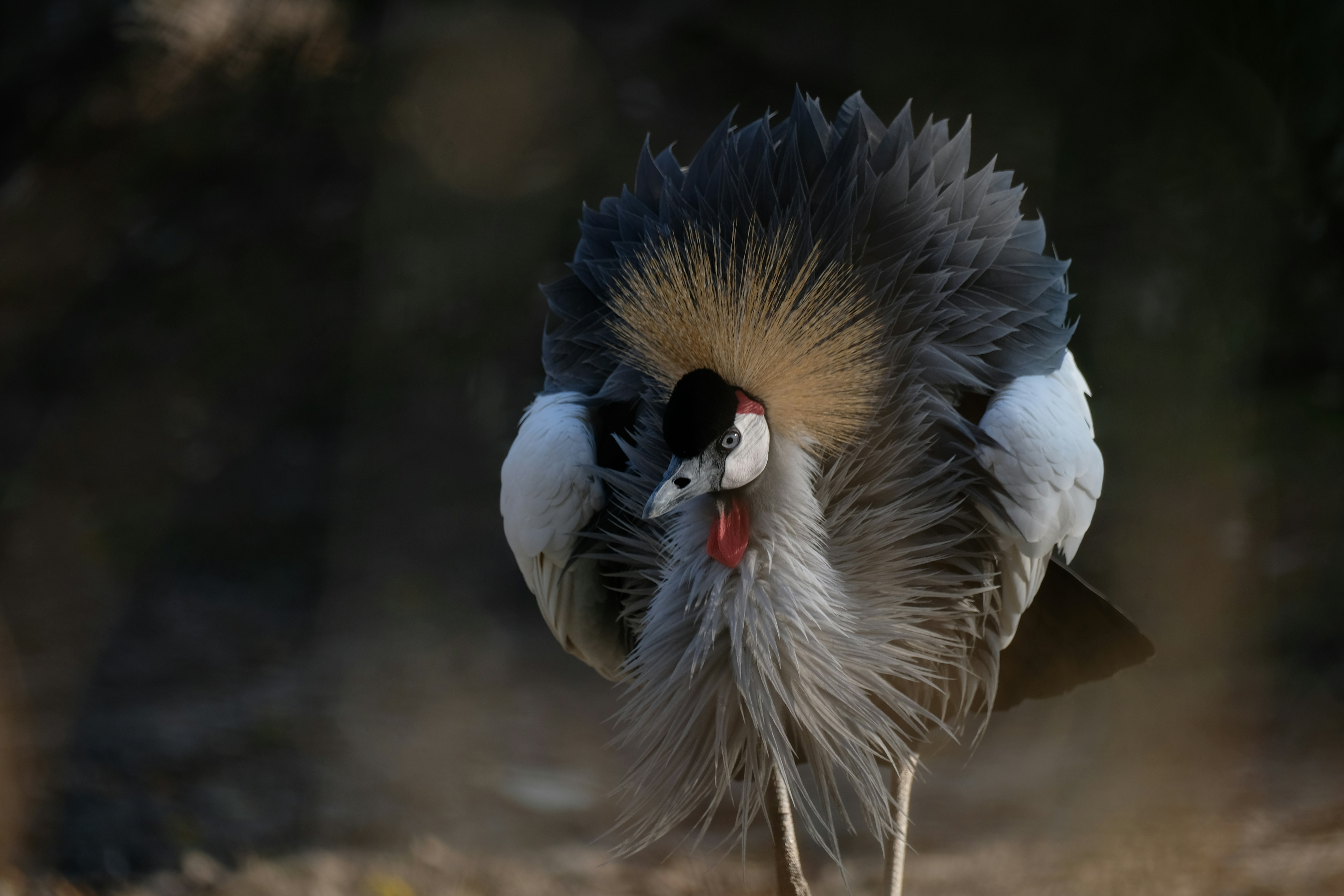 A close up of a bird with feathers on it's head photo – Free Budapest ...