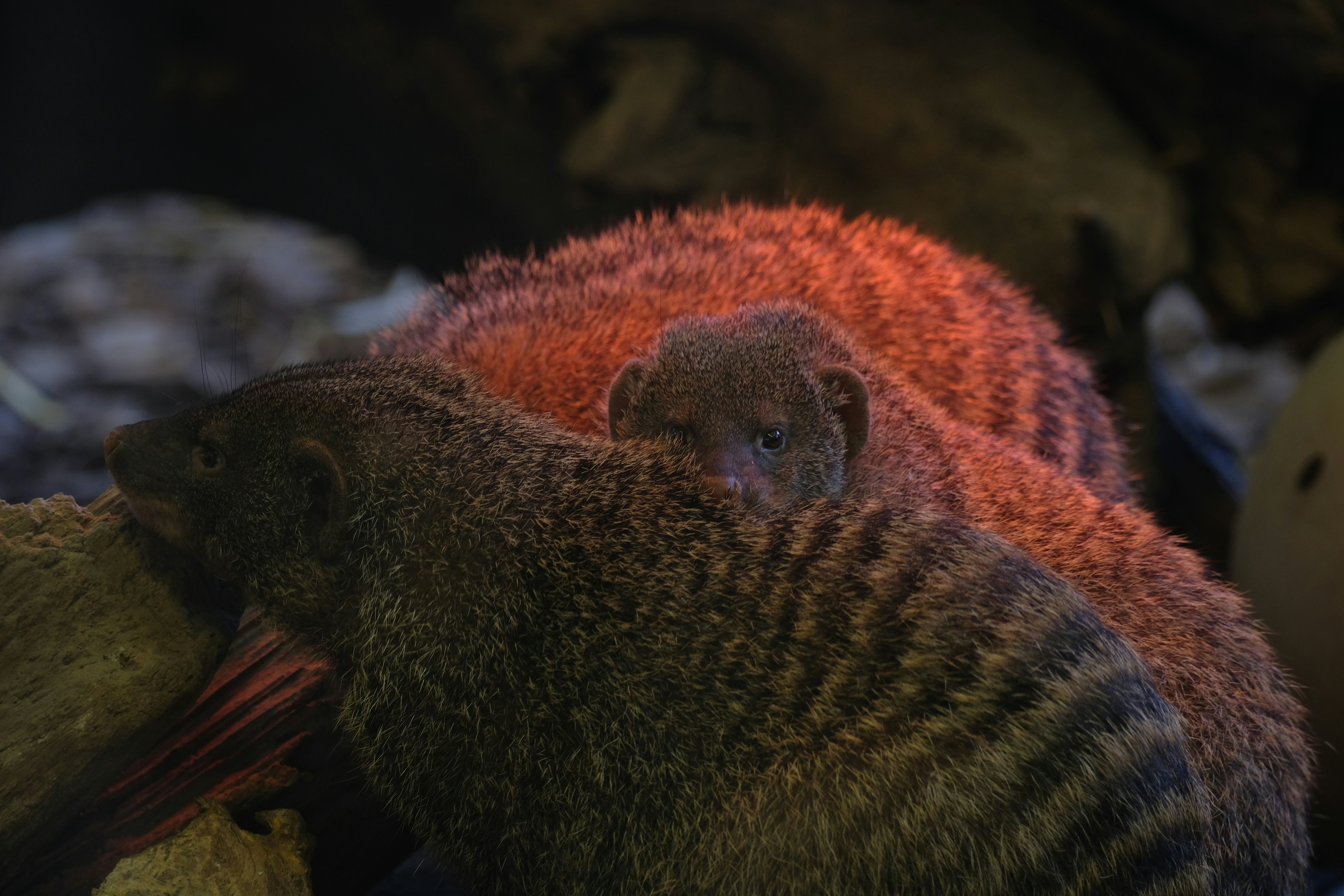Young otter peeks between resting adults in a dim, rock-lit harbor