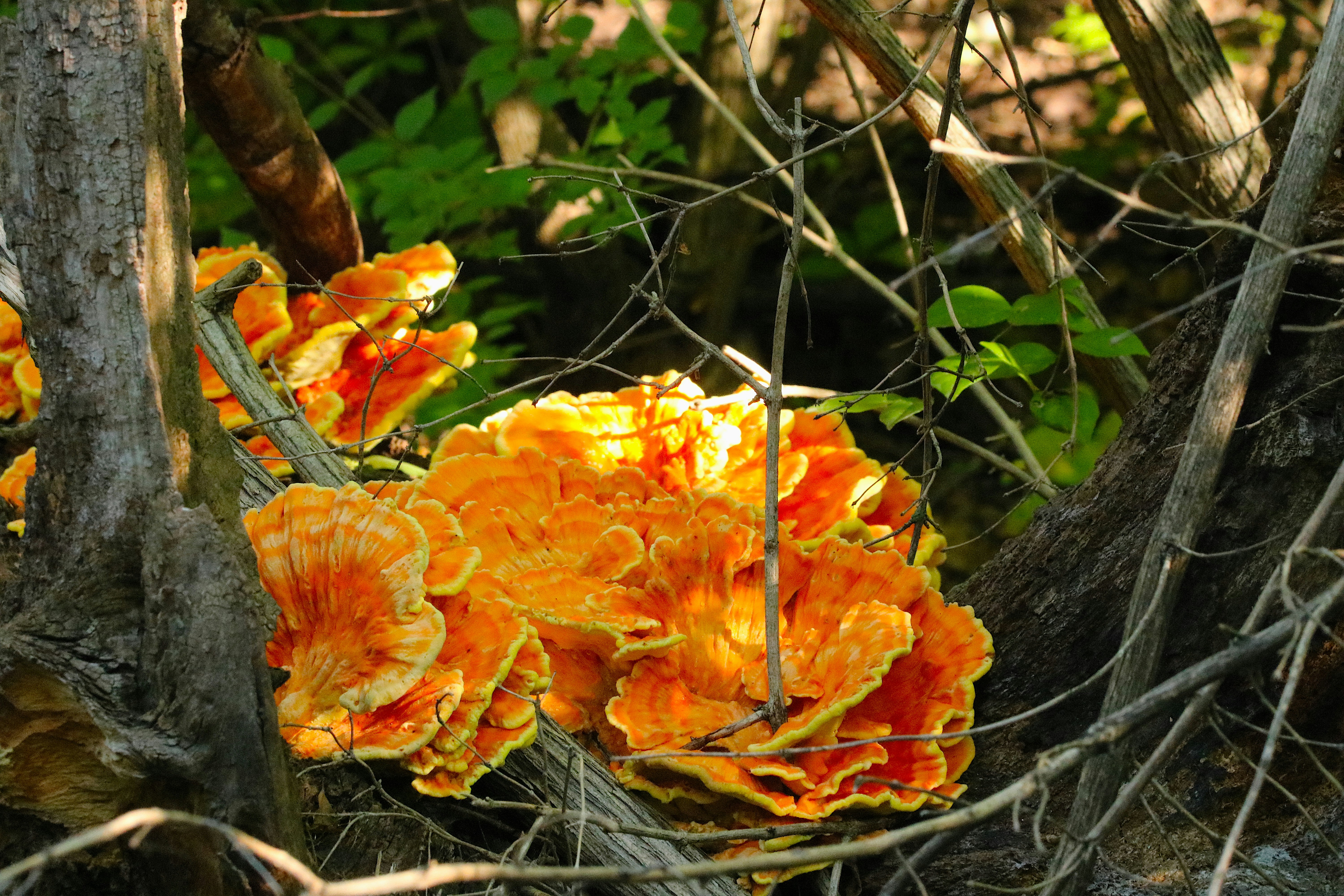 Flame Shelf Mushrooms Nestled in a Tangle of Branches