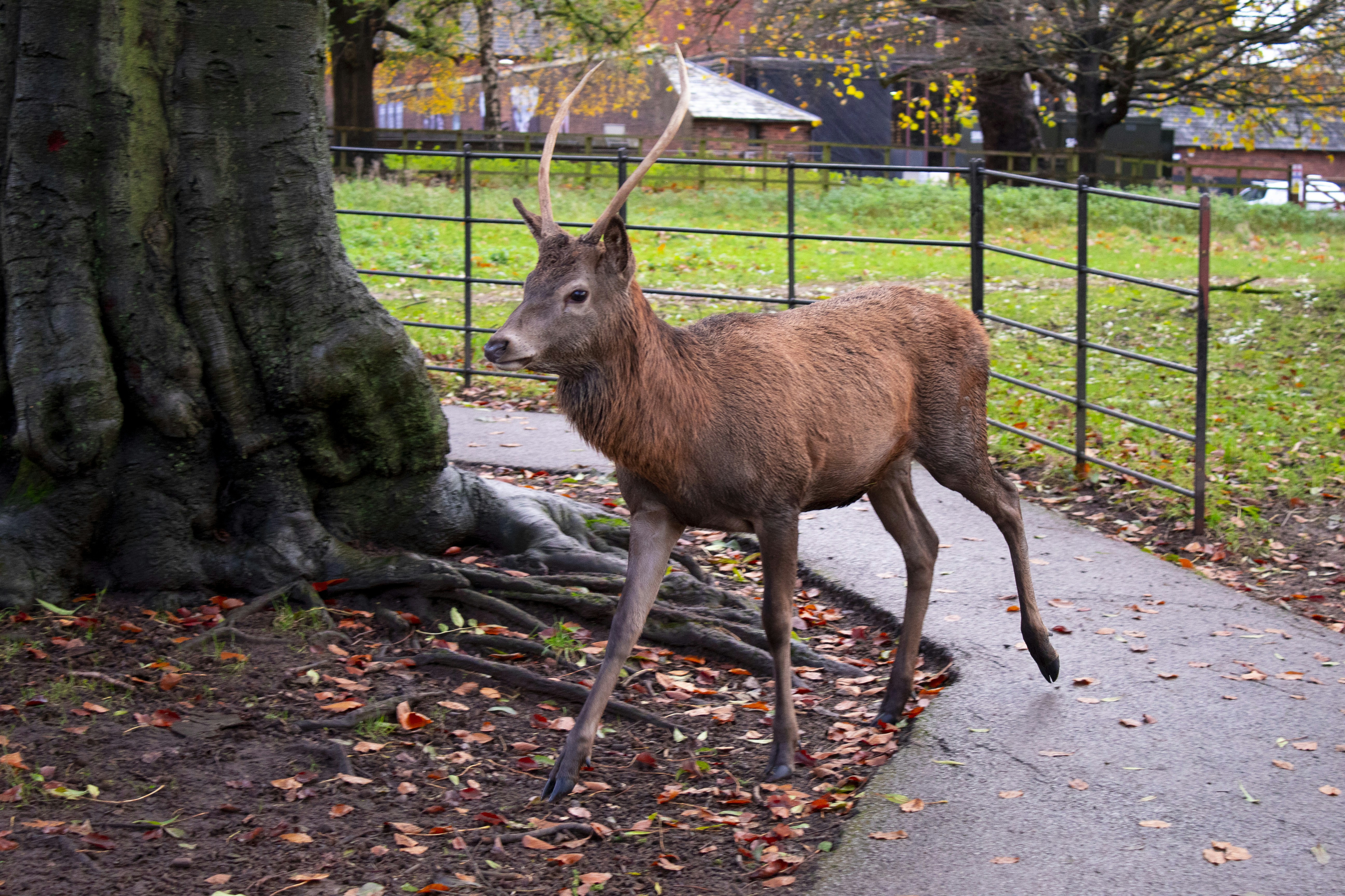 Autumn Deer Pausing by the Park Path