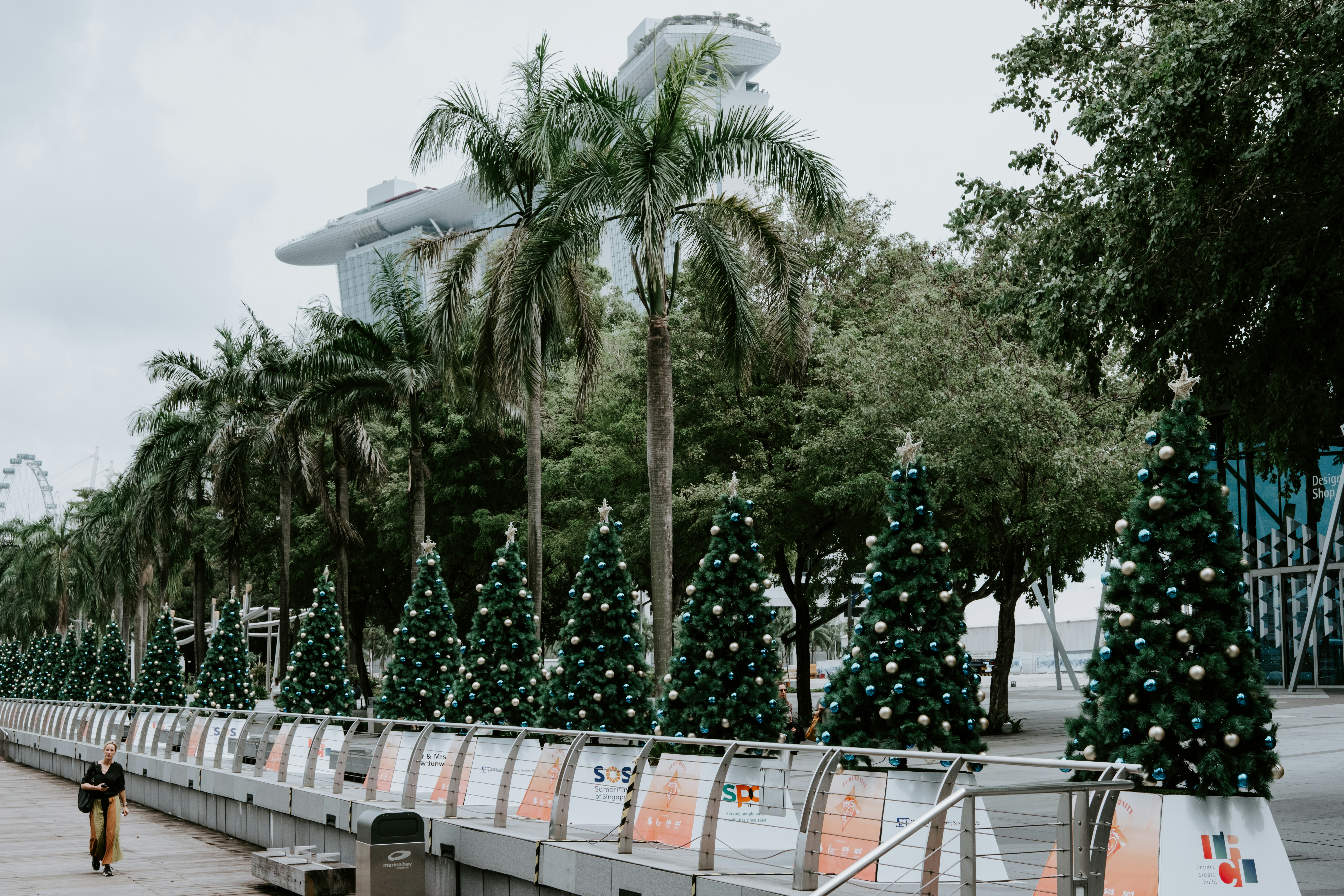 Palm-Lined Seafront Promenade Dressed in Holiday Pines
