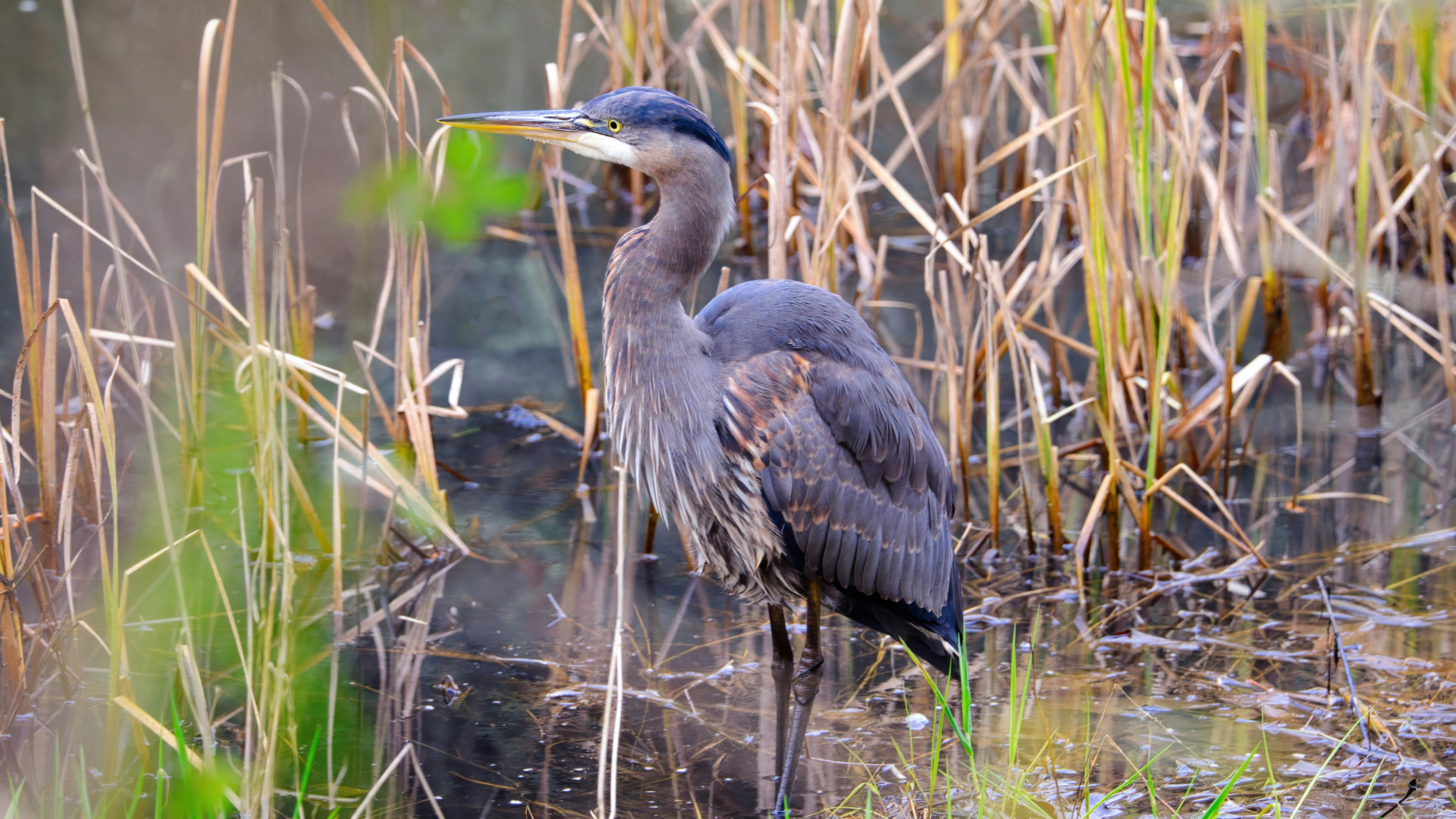 A large bird standing in a swampy area photo – Free Heron bird Image on ...
