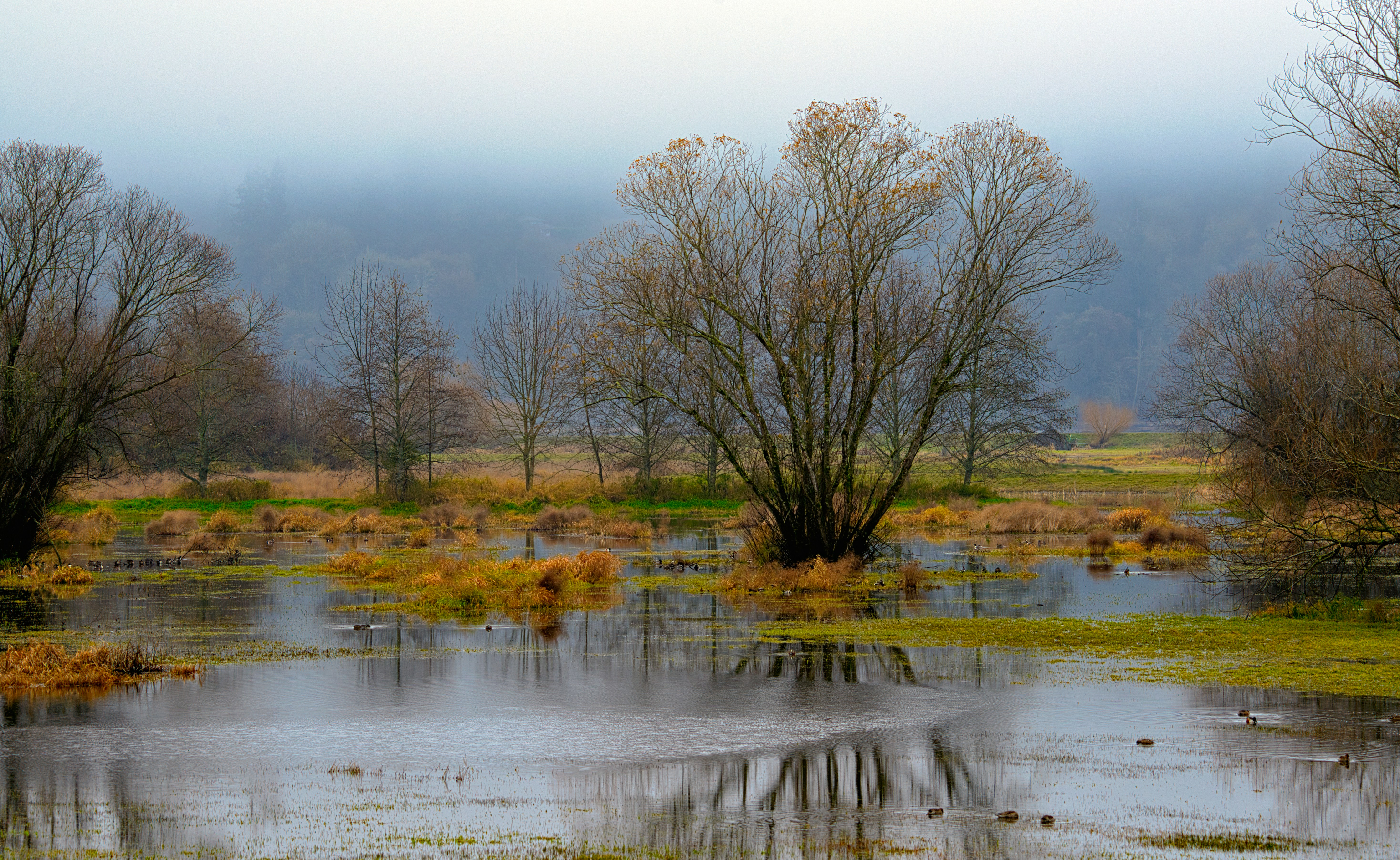 A swampy area with water and trees in the background photo – Free Foggy ...