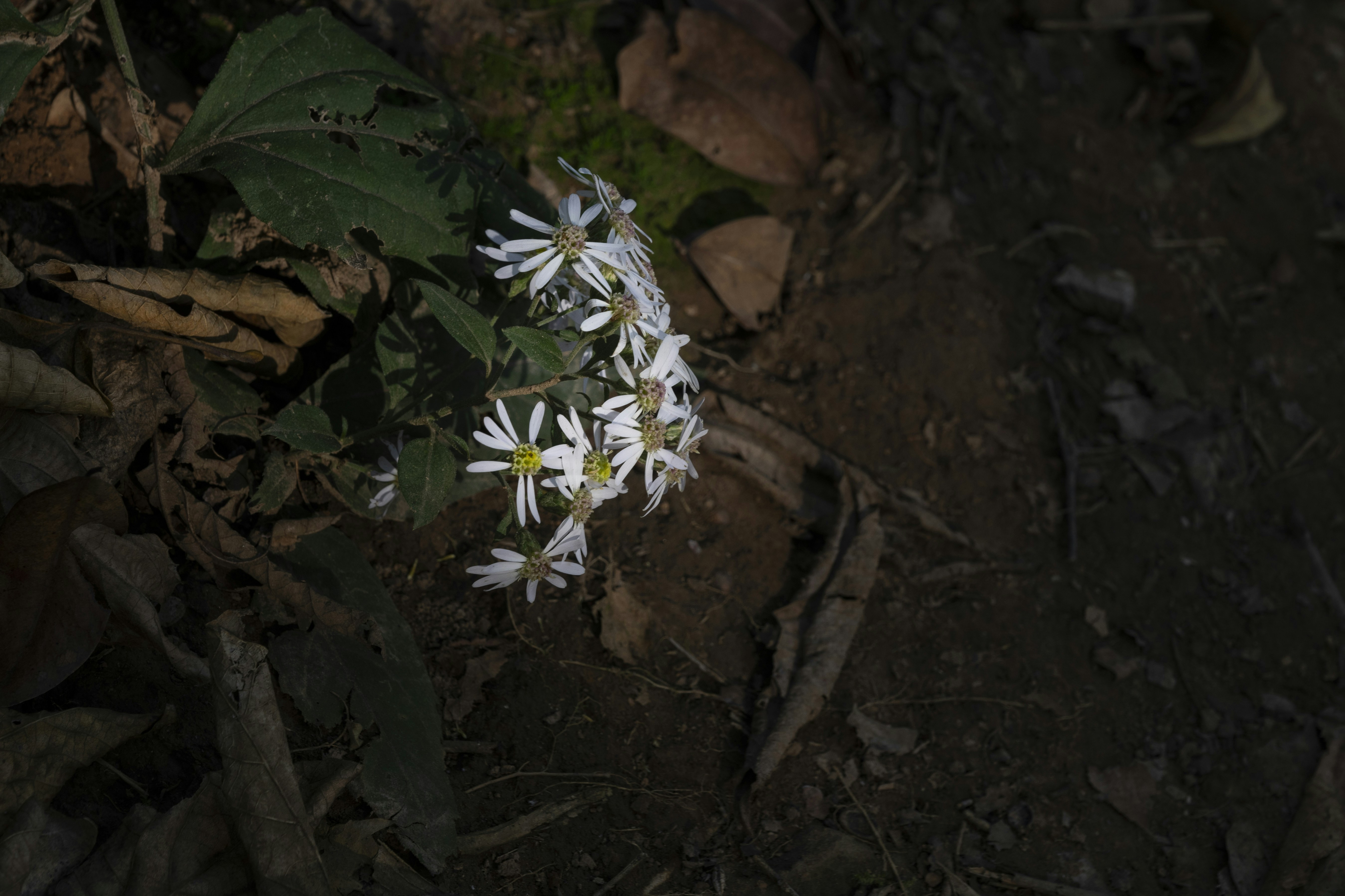 Moonlit White: A Cluster of Dainty Daisies in Quiet Ground